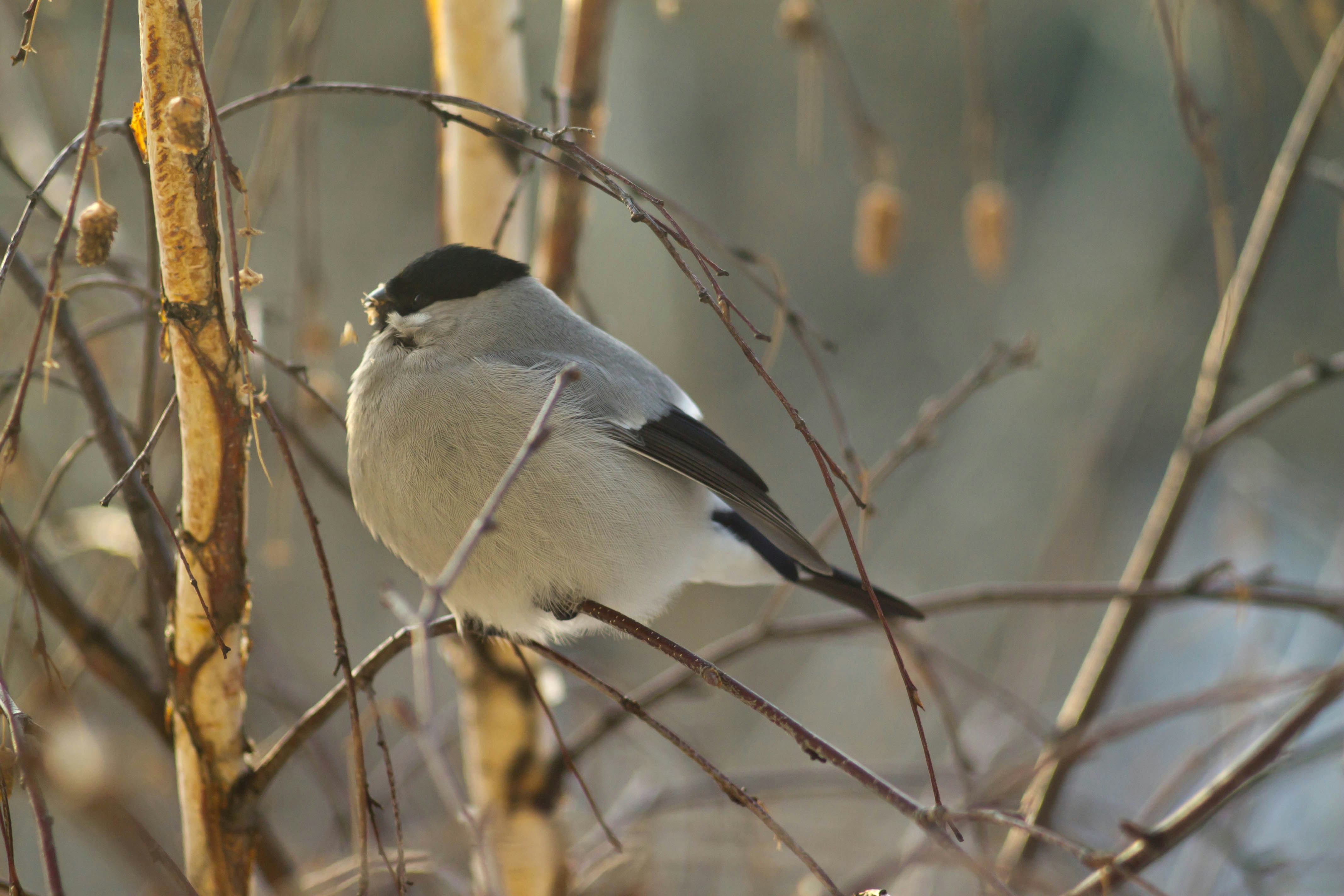 Photo by Ann Gogoleva with Canon EOS 1100D