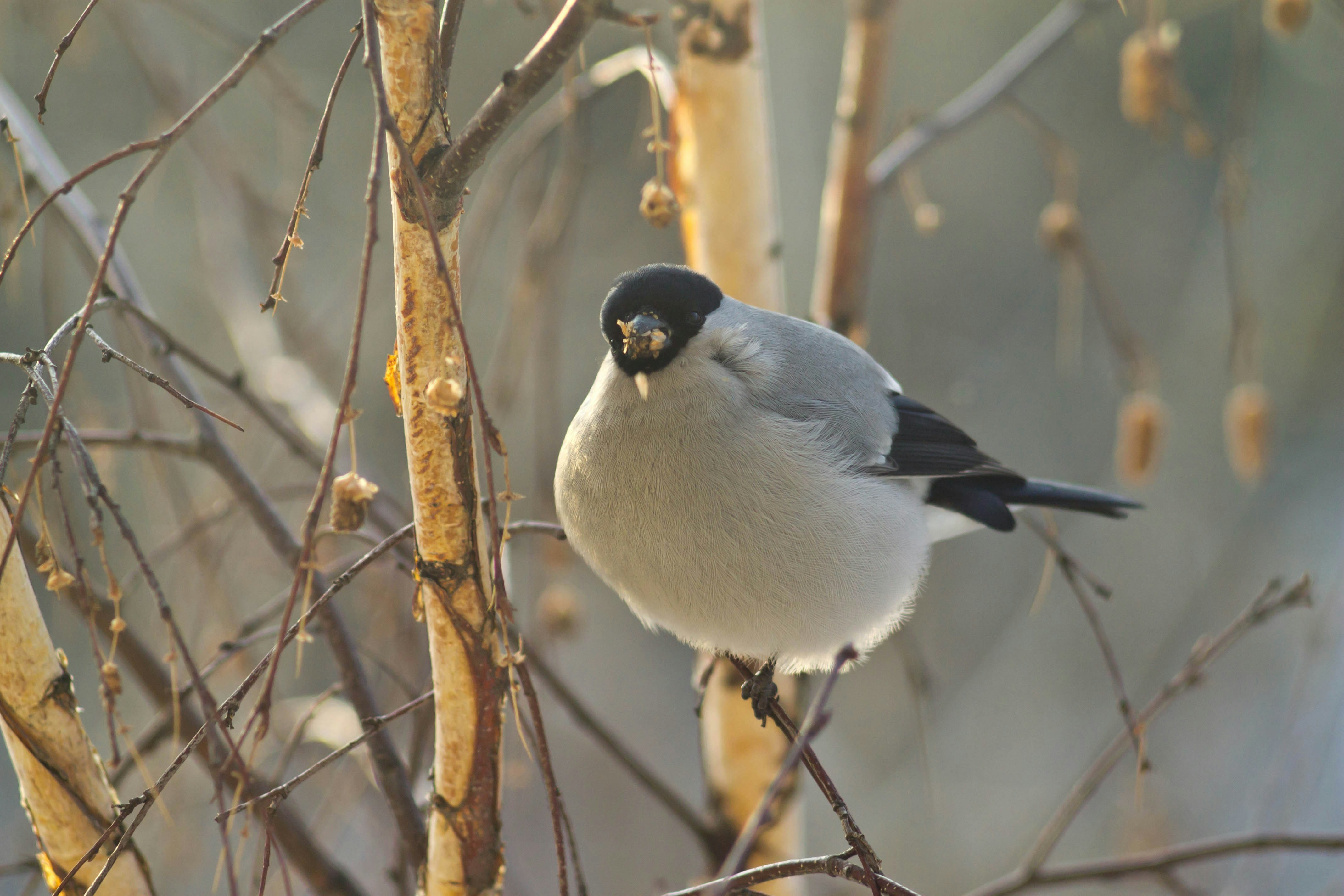 Winter Perch: Black-capped Chickadee in Sunlit Thicket
