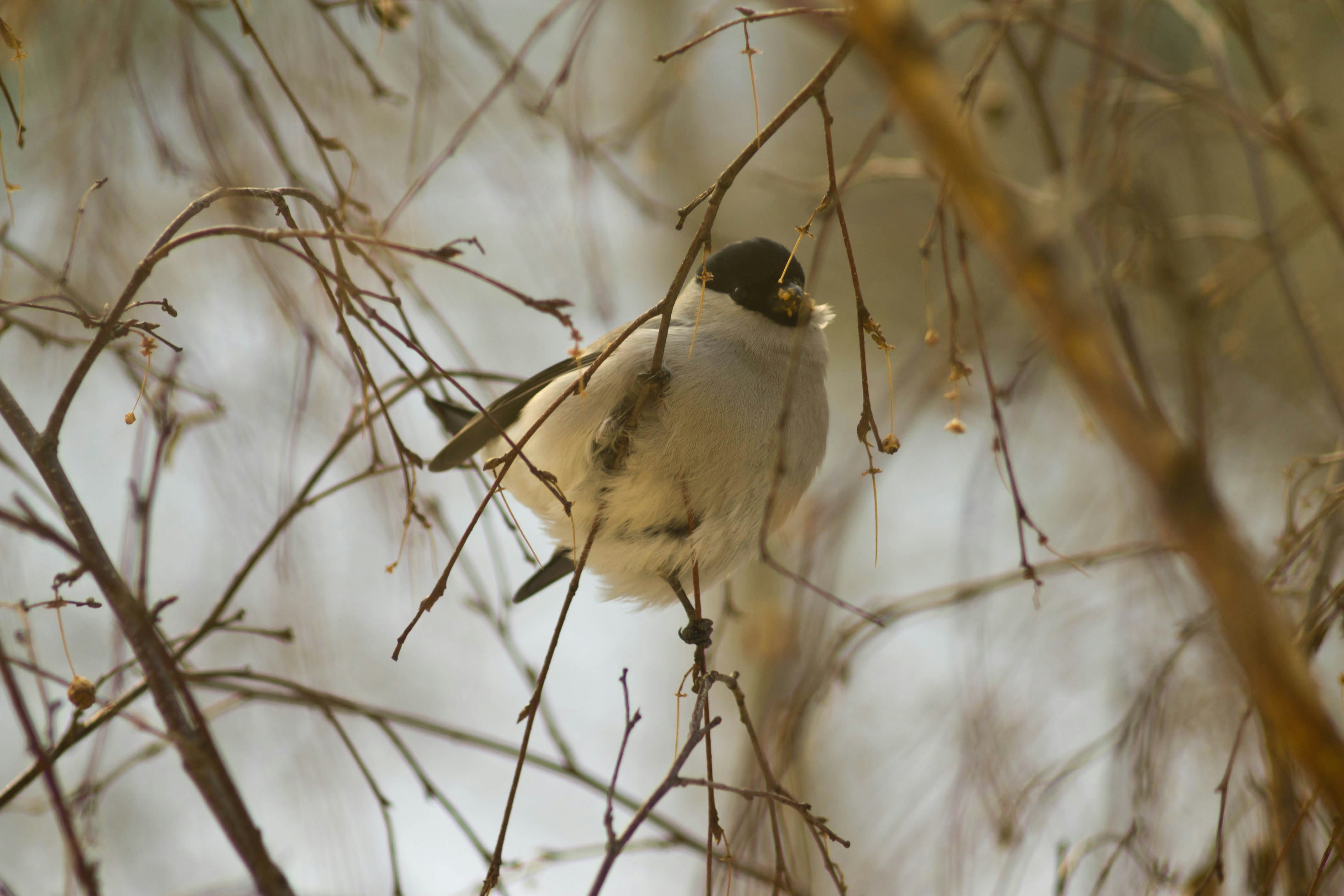 A small bird perched on top of a tree branch photo – Free Bird Image on ...