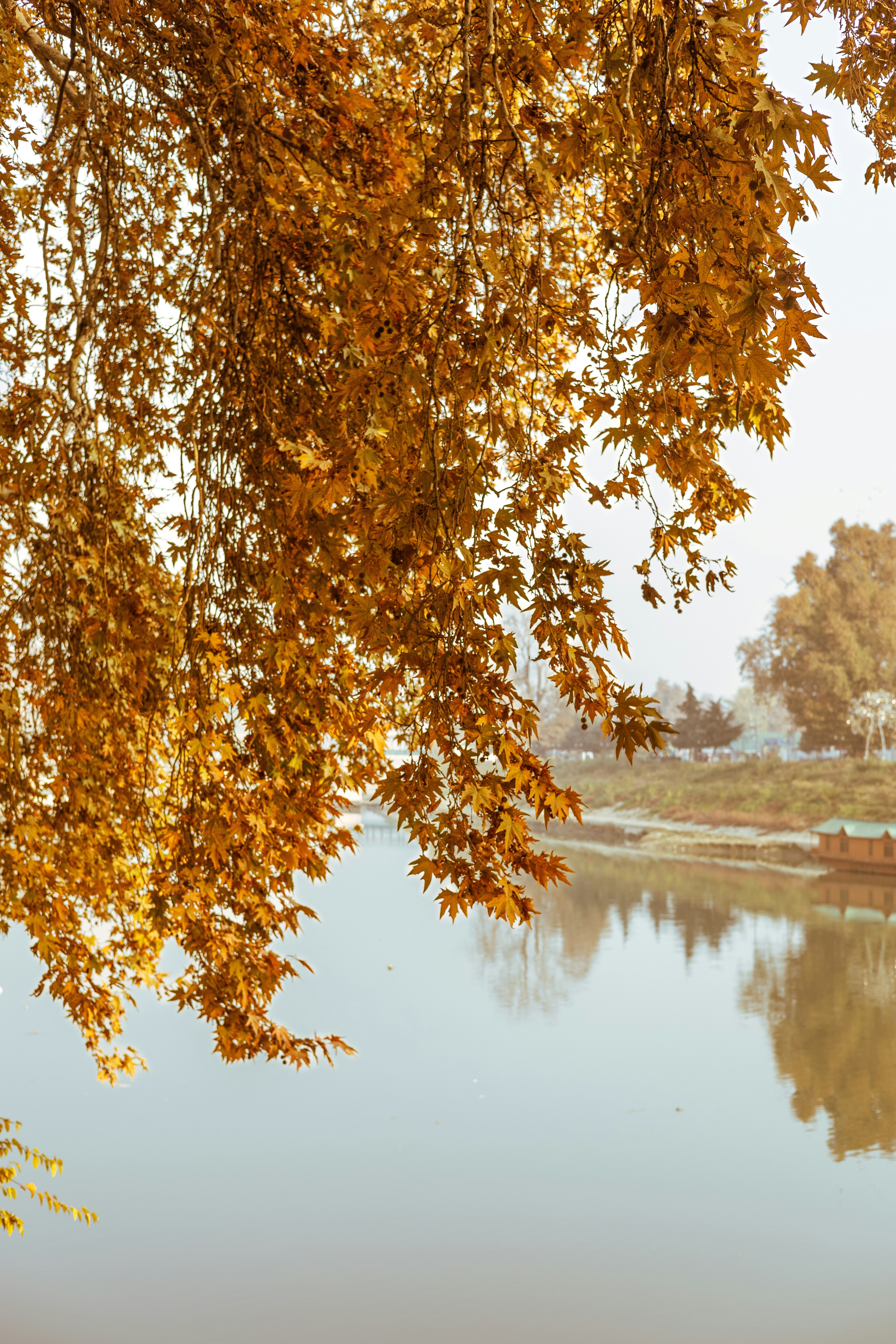 A lake surrounded by trees in the fall photo – Free Autumn Image on ...