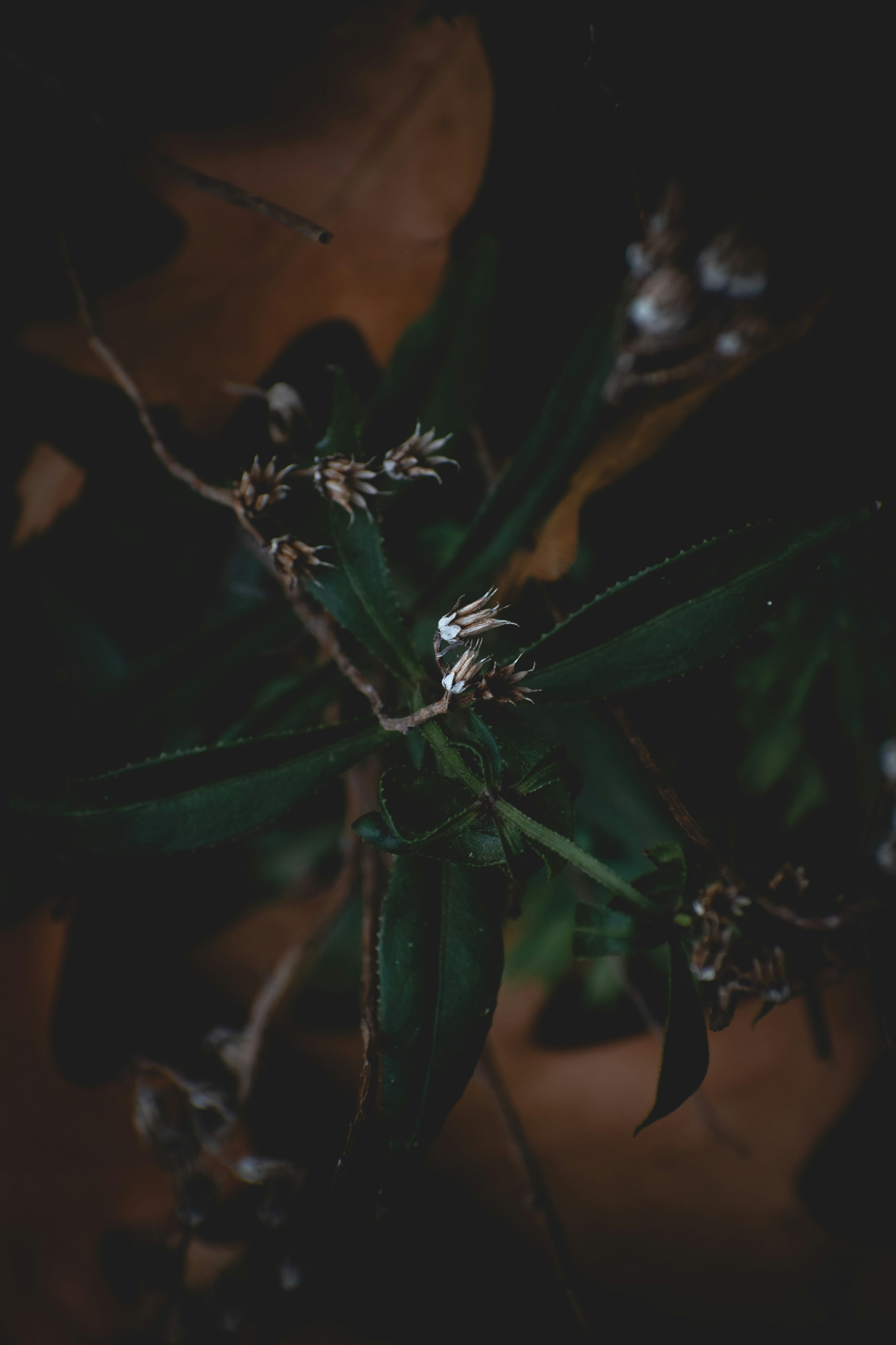 Midnight Buds: A Quiet Macro Among Velvet Leaves