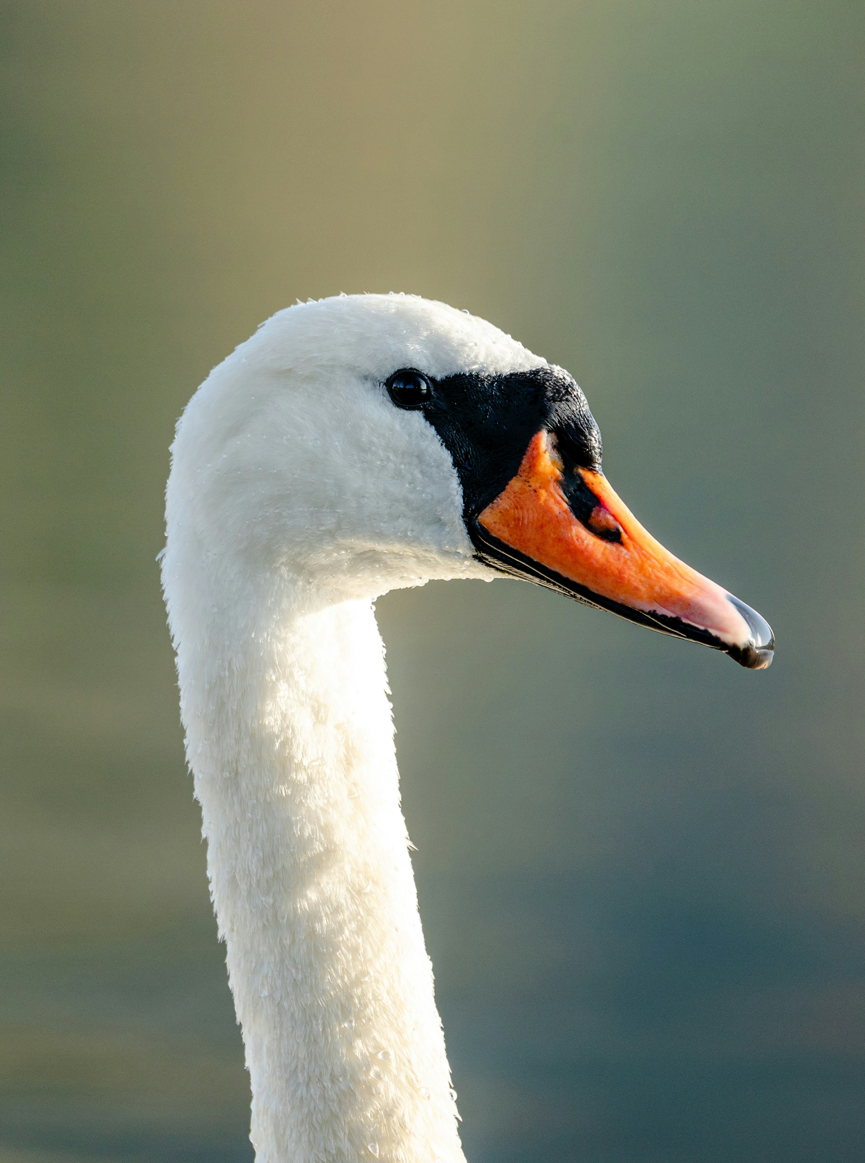 A close up of a white swan with an orange beak photo – Free Animal ...