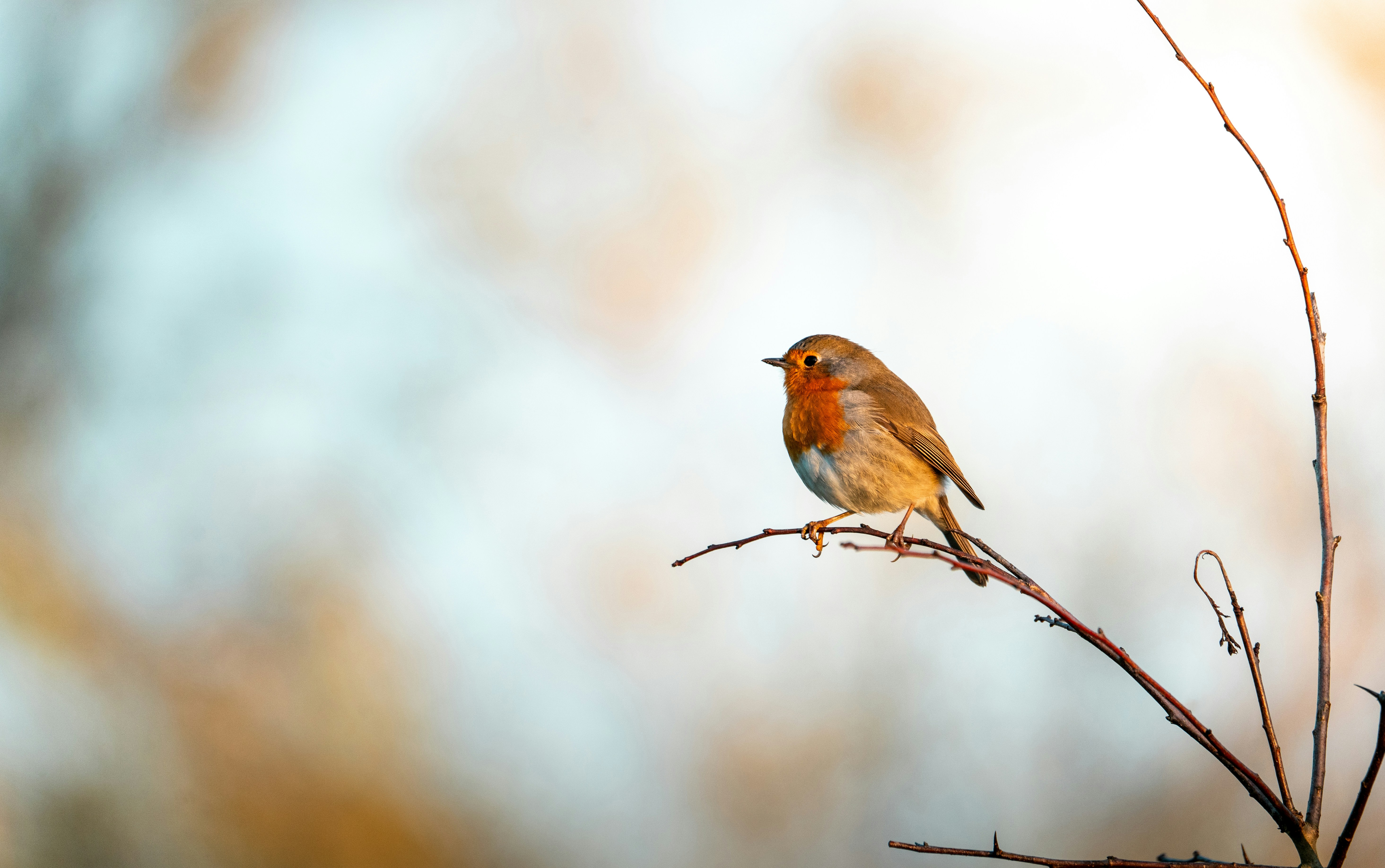 A small bird sitting on top of a tree branch photo – Free Animal Image ...