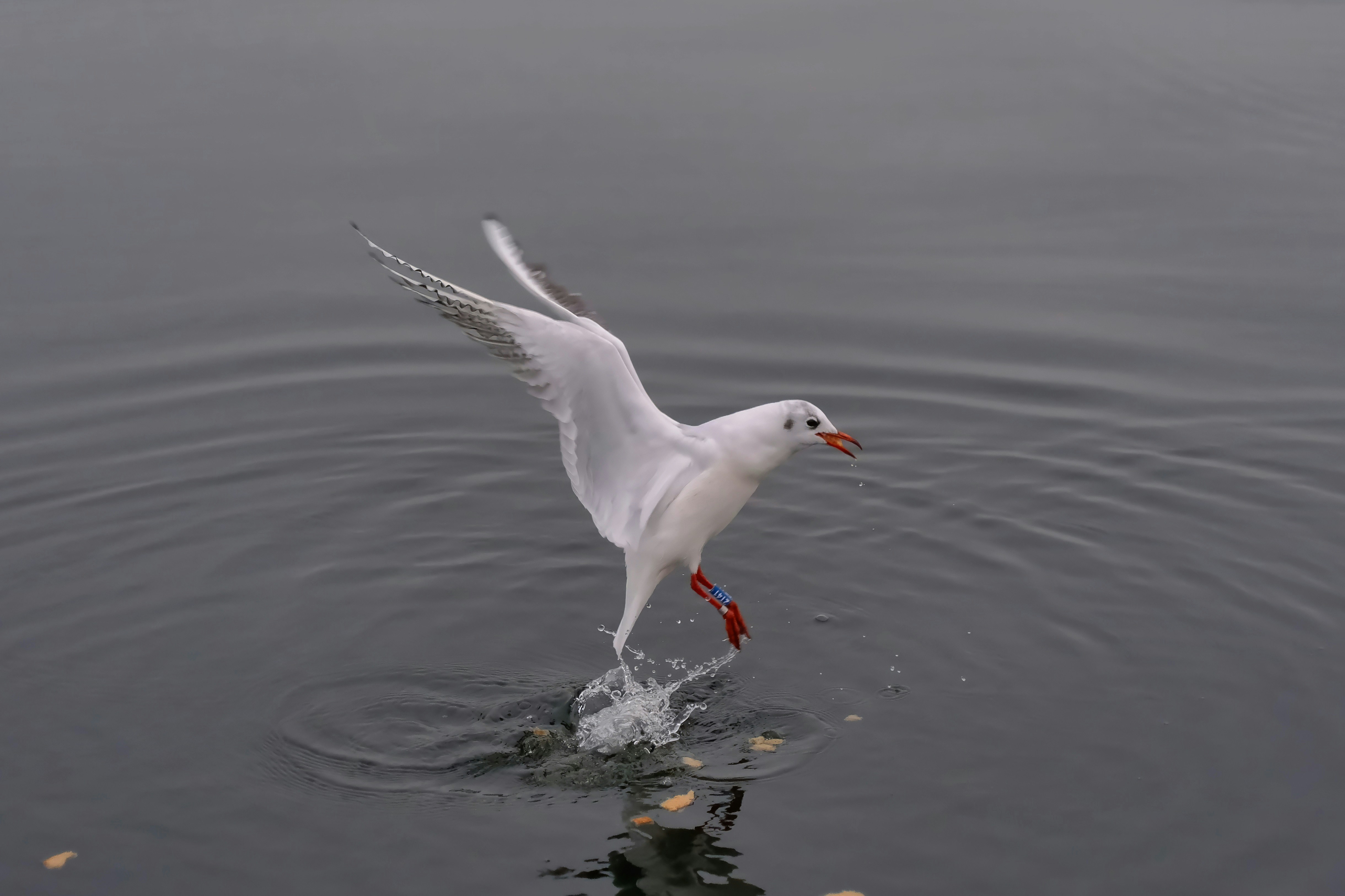 Zizhou Shi (@shizizhou) | Unsplashフォトコミュニティ