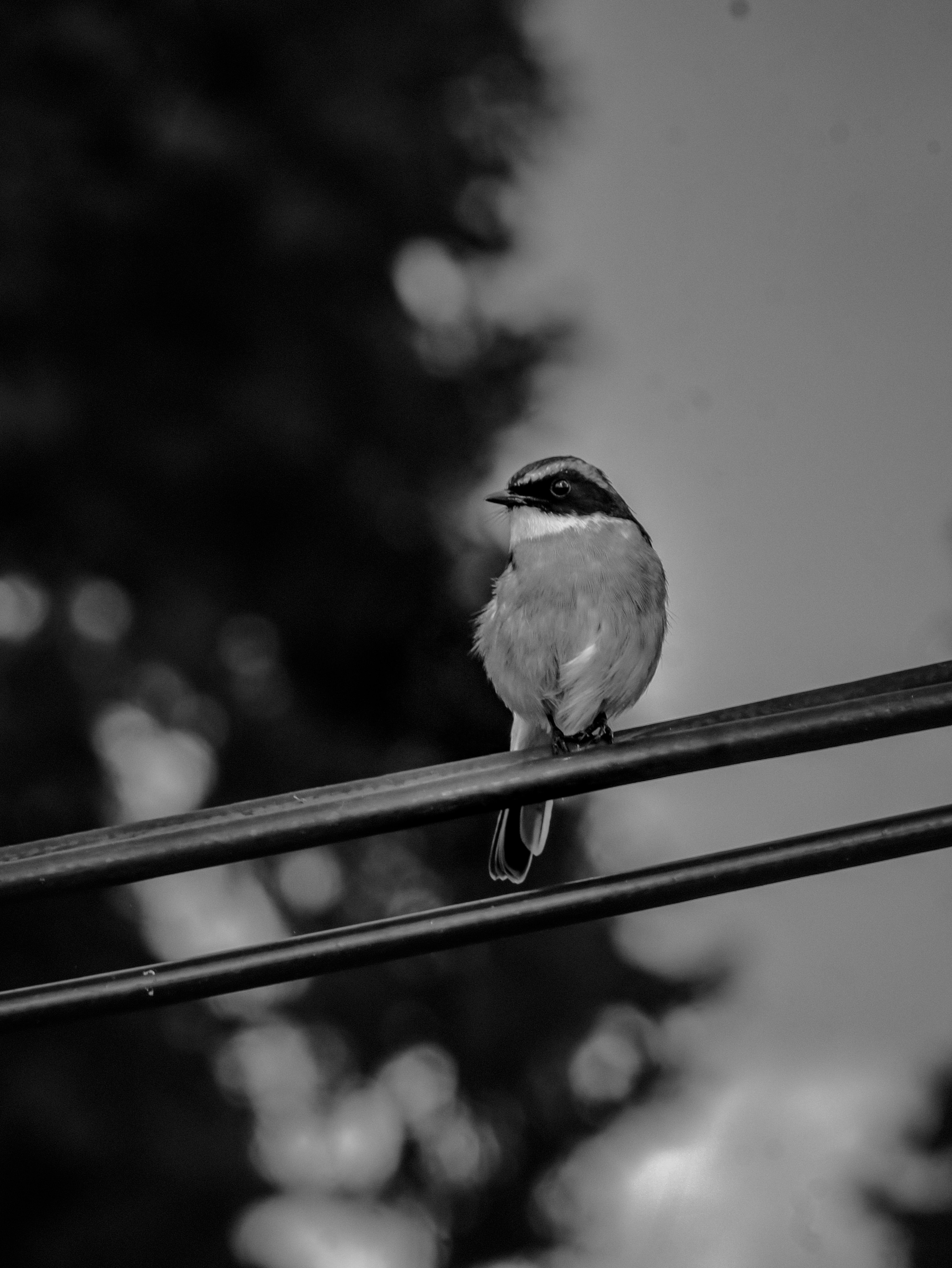 Photo by Ritul Bhattacharjee with Canon EOS M50