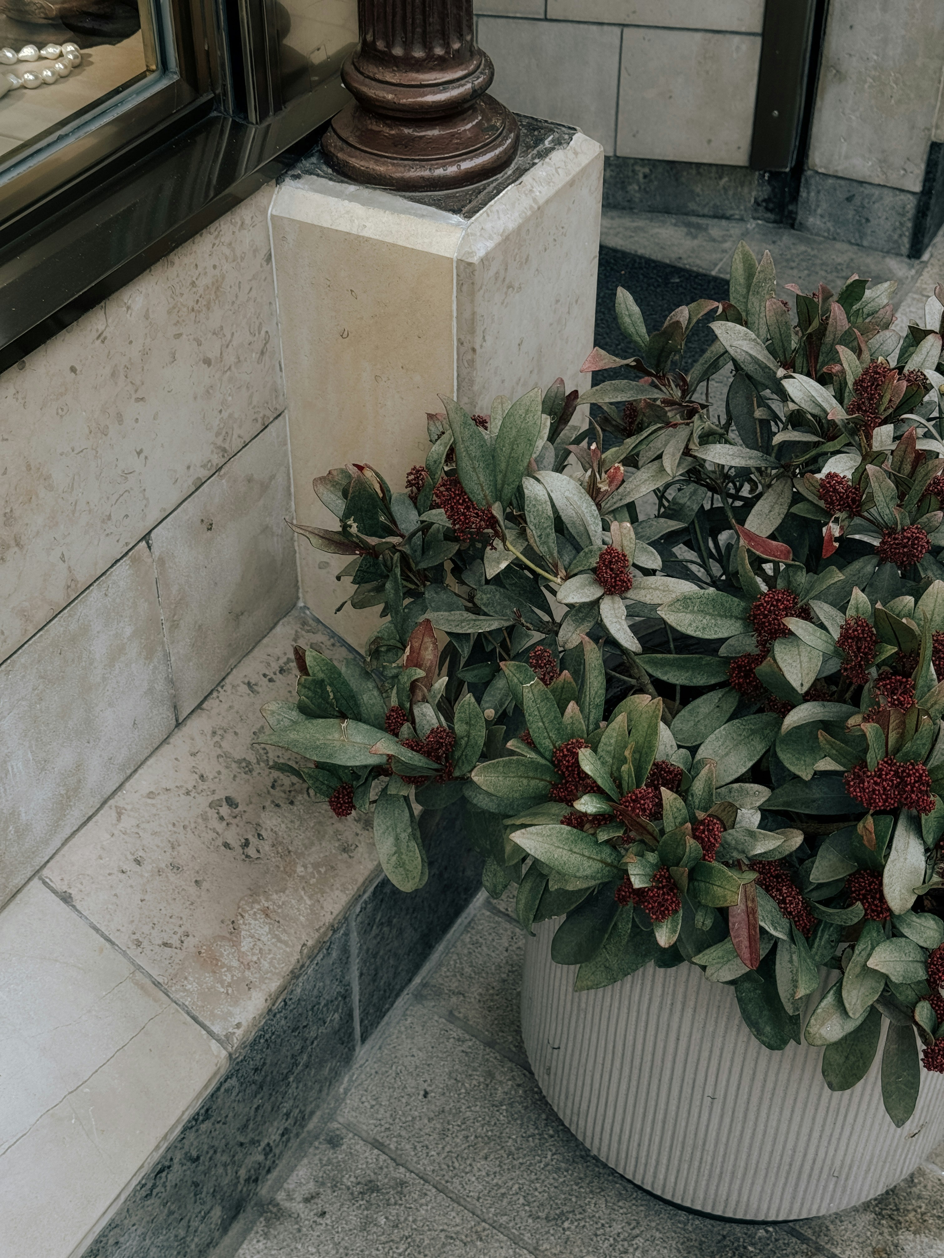 Urban Corner Planter: Red Berries Amidst Dusty Green Foliage