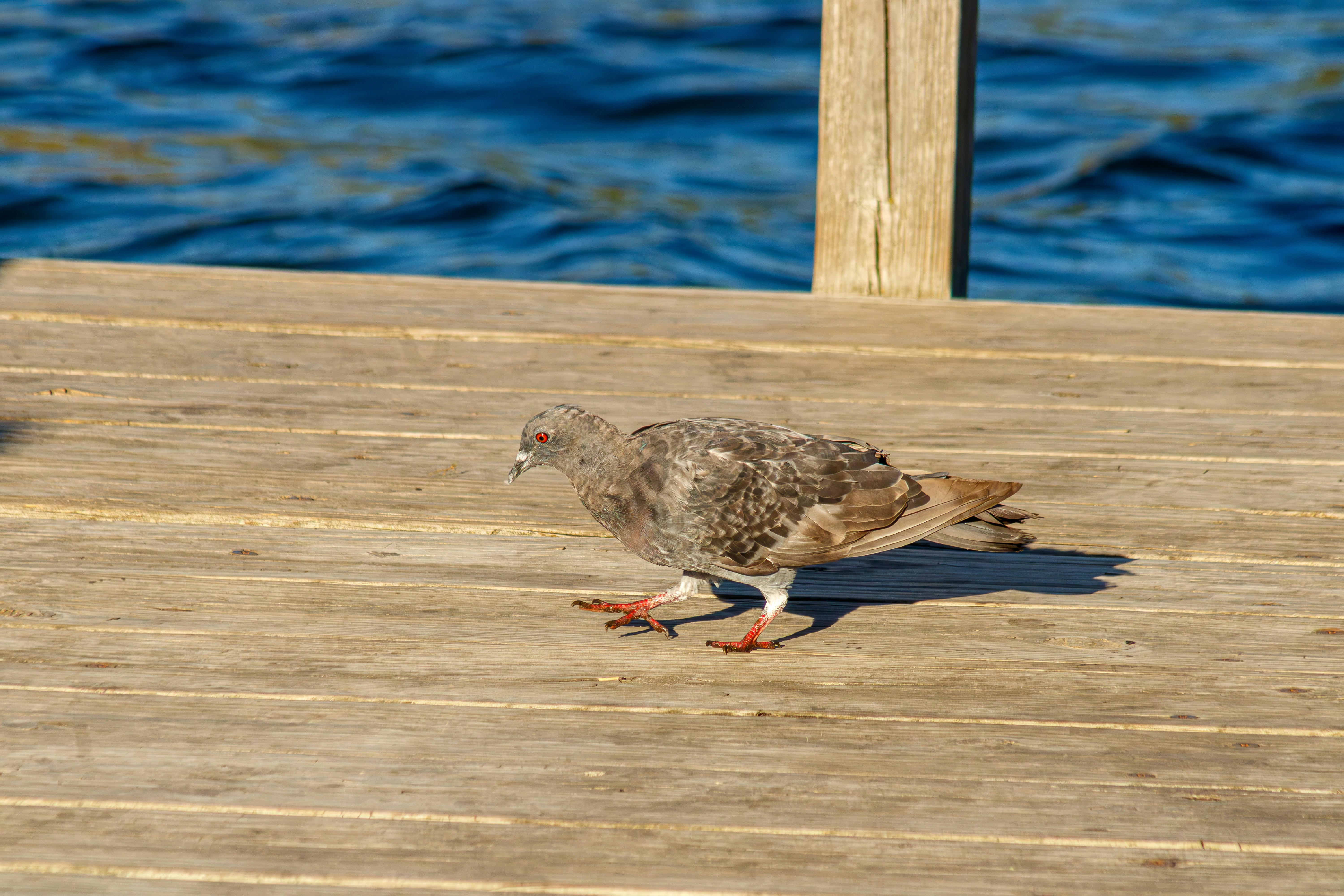 A bird walking on a wooden dock near the water photo – Free Wood Image ...