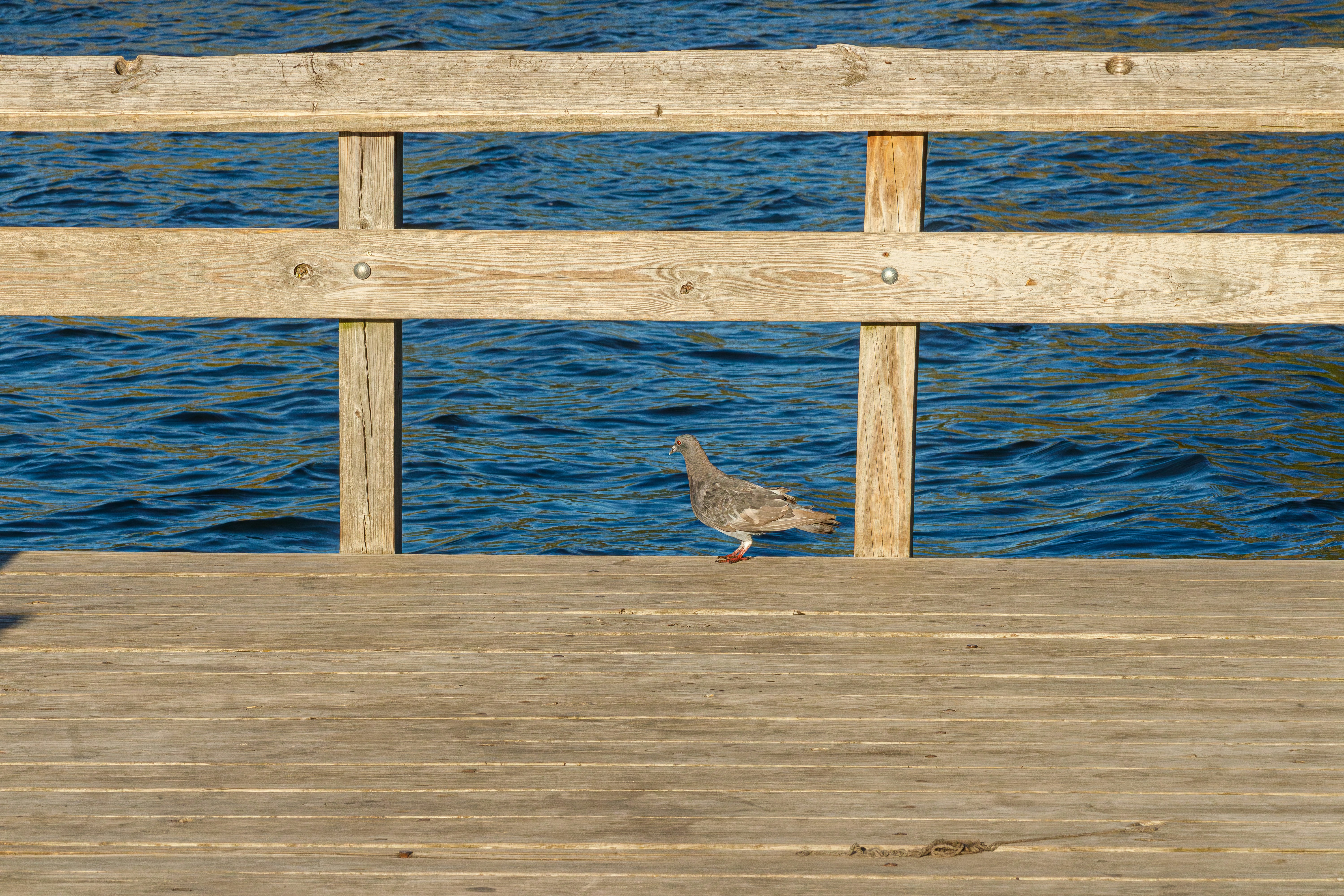 Solitary Seabird at the Edge of a Sunlit Pier