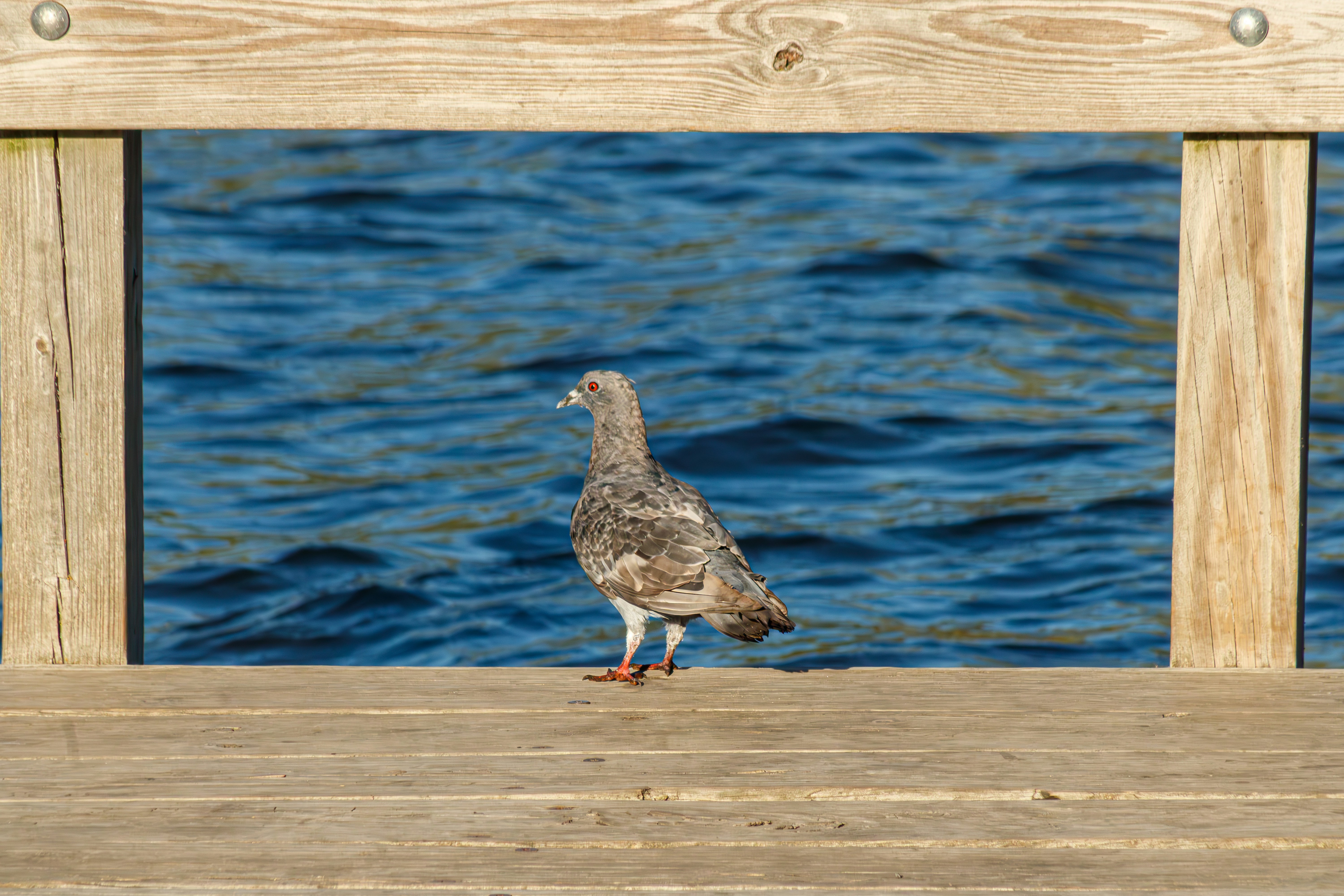 Grey Pigeon on a Sunlit Dock Framing the Deep Blue Sea