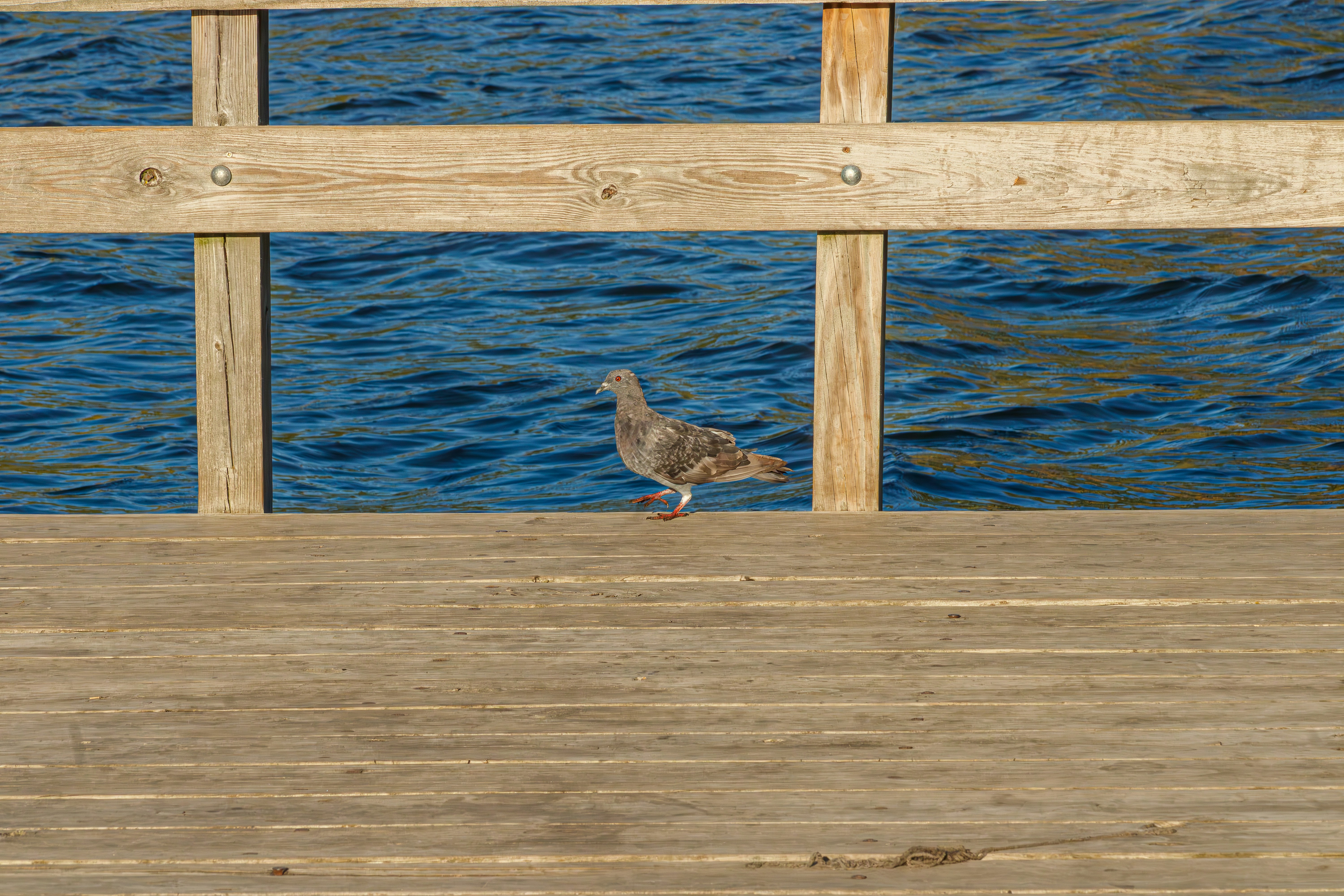 Seagull on a sunlit pier: a lone step above rippling blue water