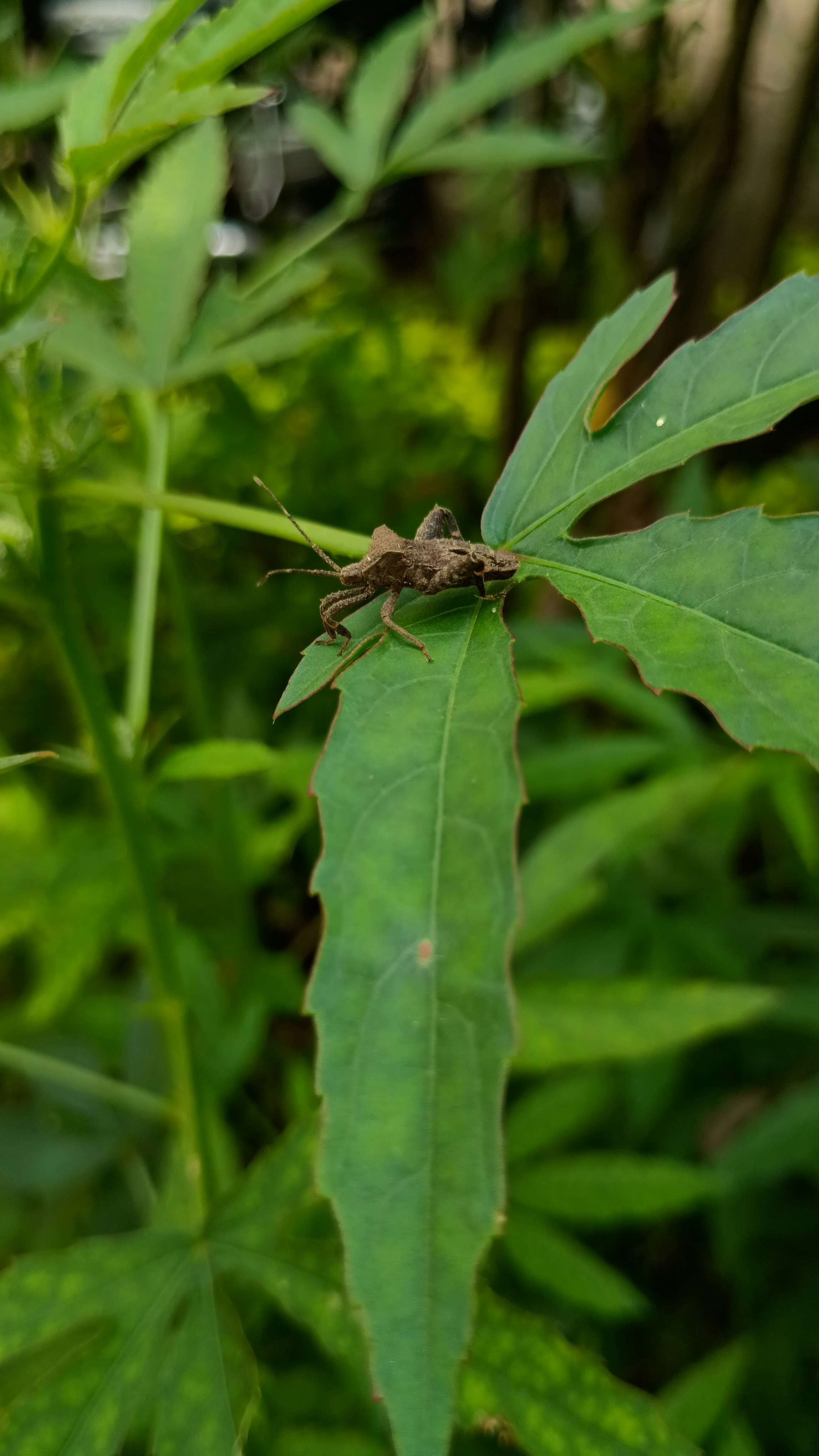 Leaf-Lounging Camouflage: A Small Crustacean Clings to a Green Edge