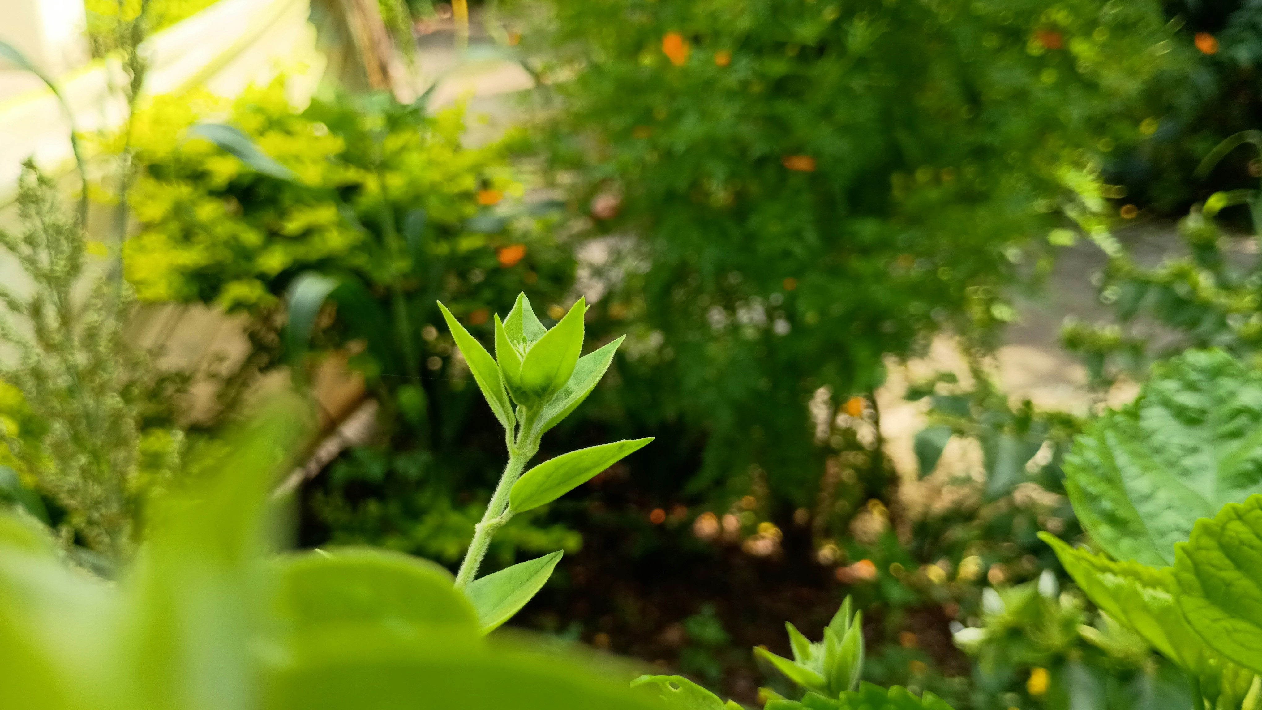 Verdant Sprout in a Quiet Garden Corner