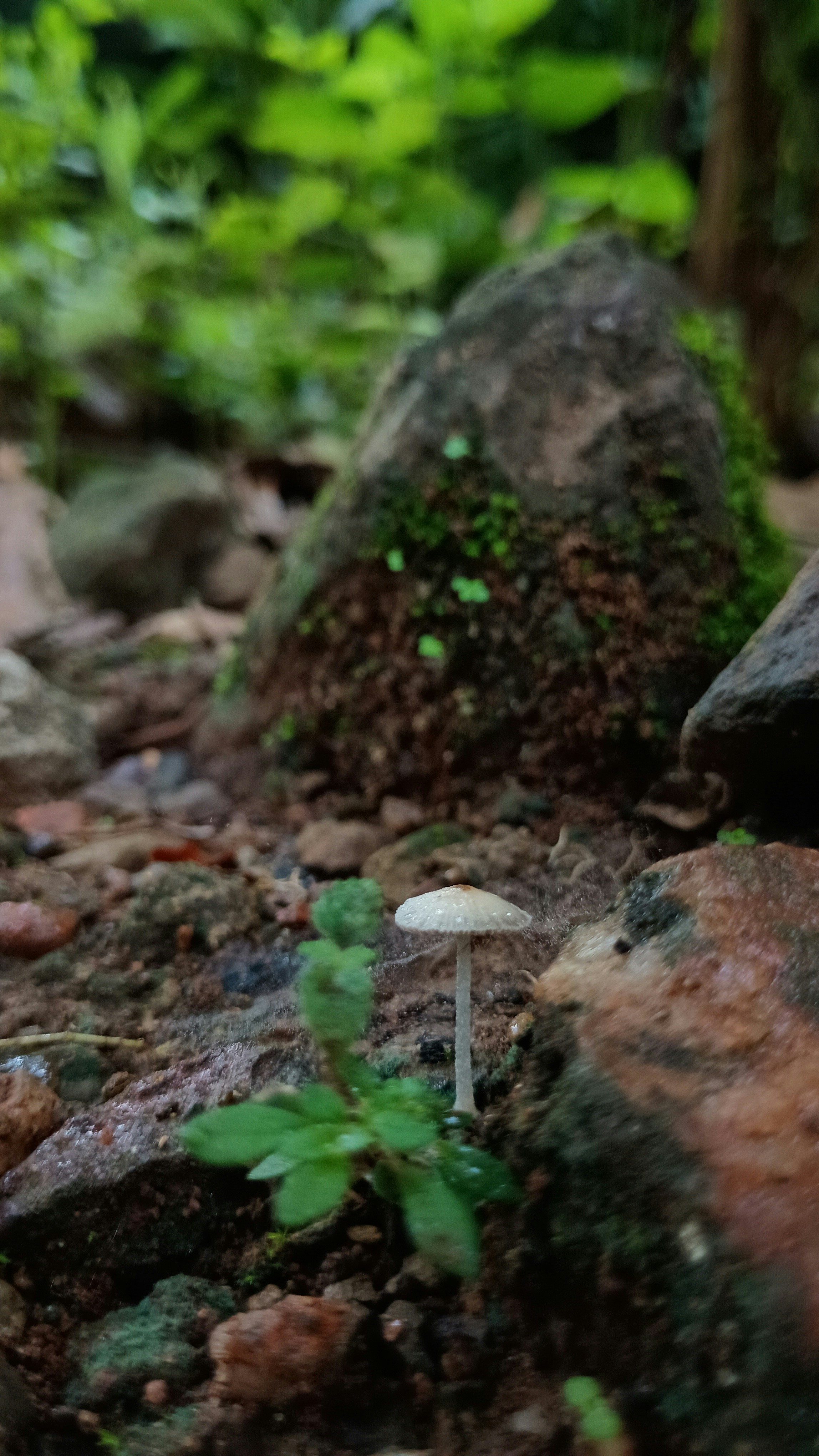 Mushroom Sentinel: A Tiny White Cap amid Mossy Stones