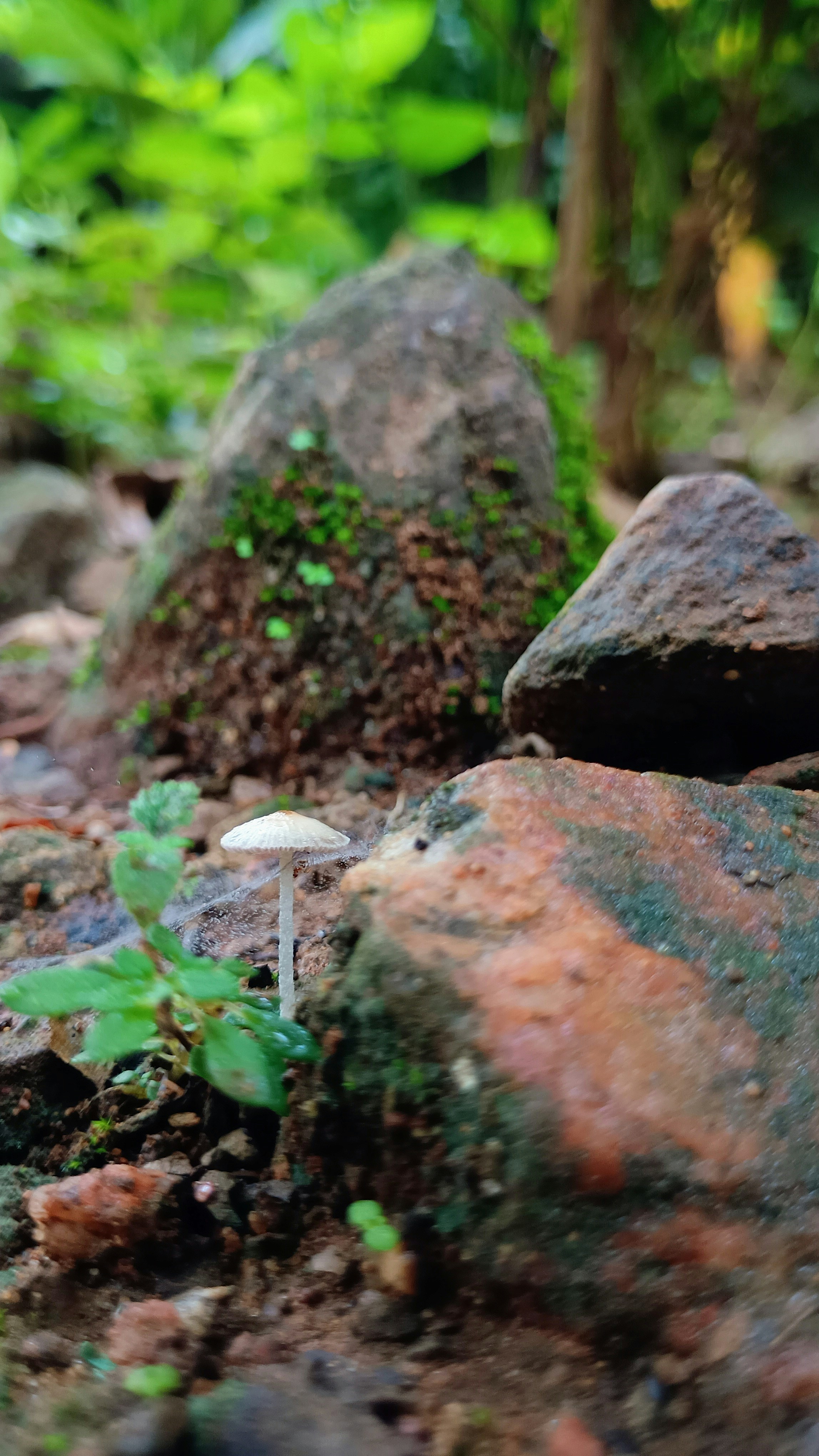 Tiny Fungus Sentinel Amid Rough Stones
