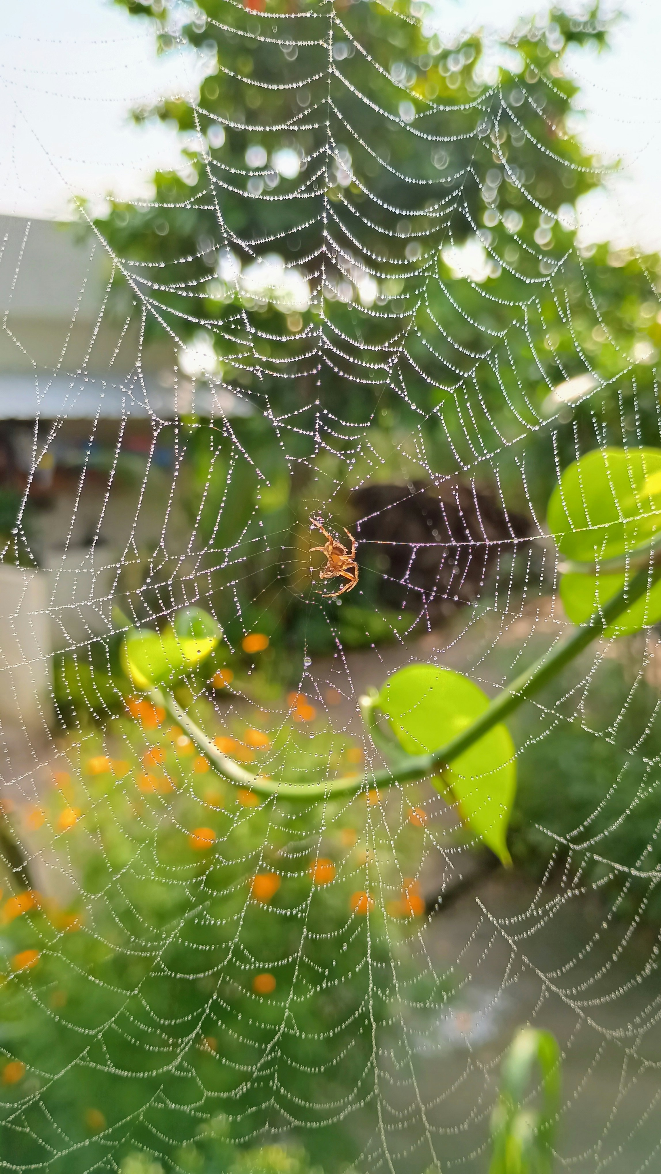 Gossamer Webglow: Morning Web Halo with a Tiny Orb-weaver