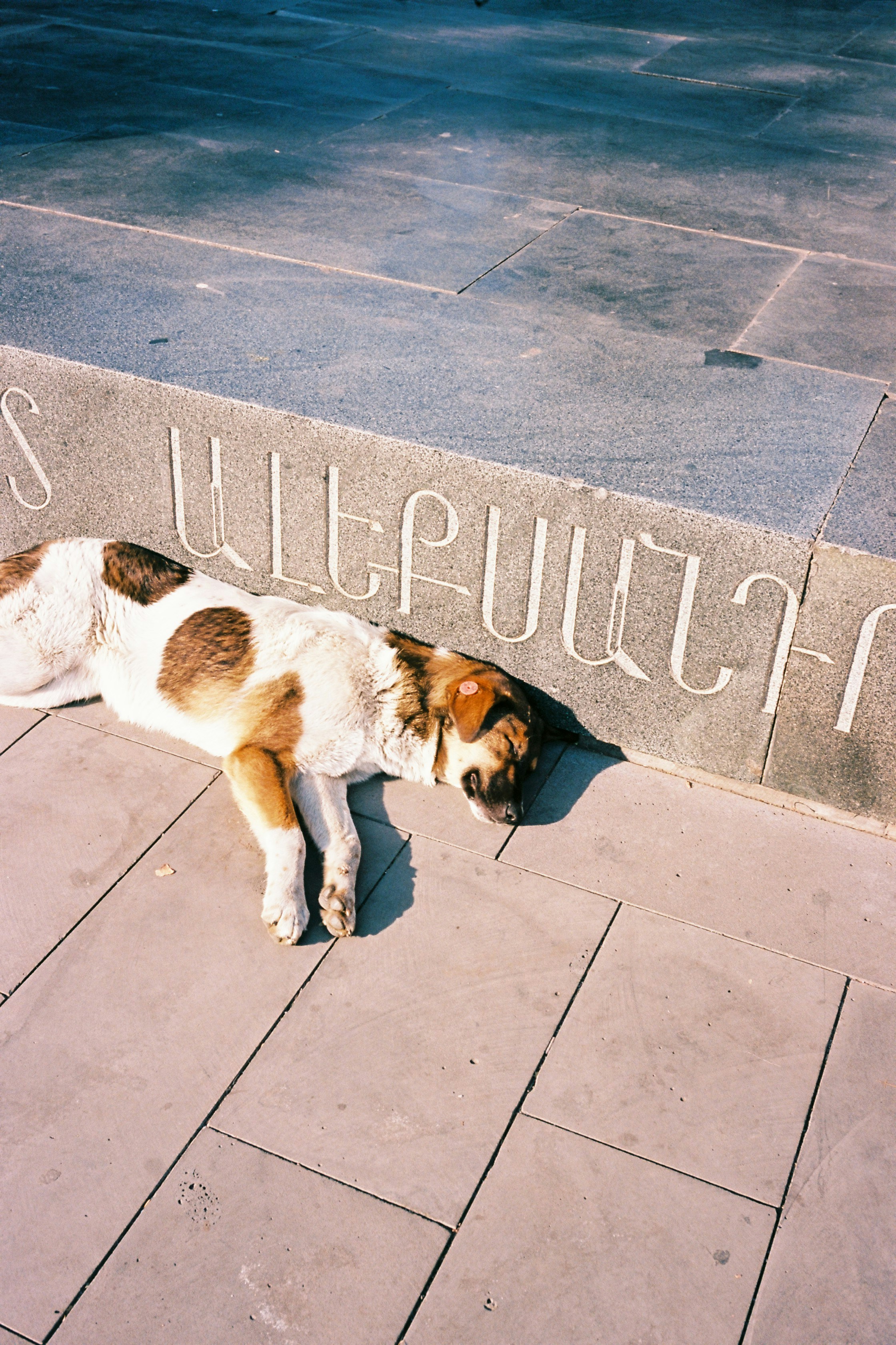 Sunlit Respite: a stray dog lounging along engraved stone steps