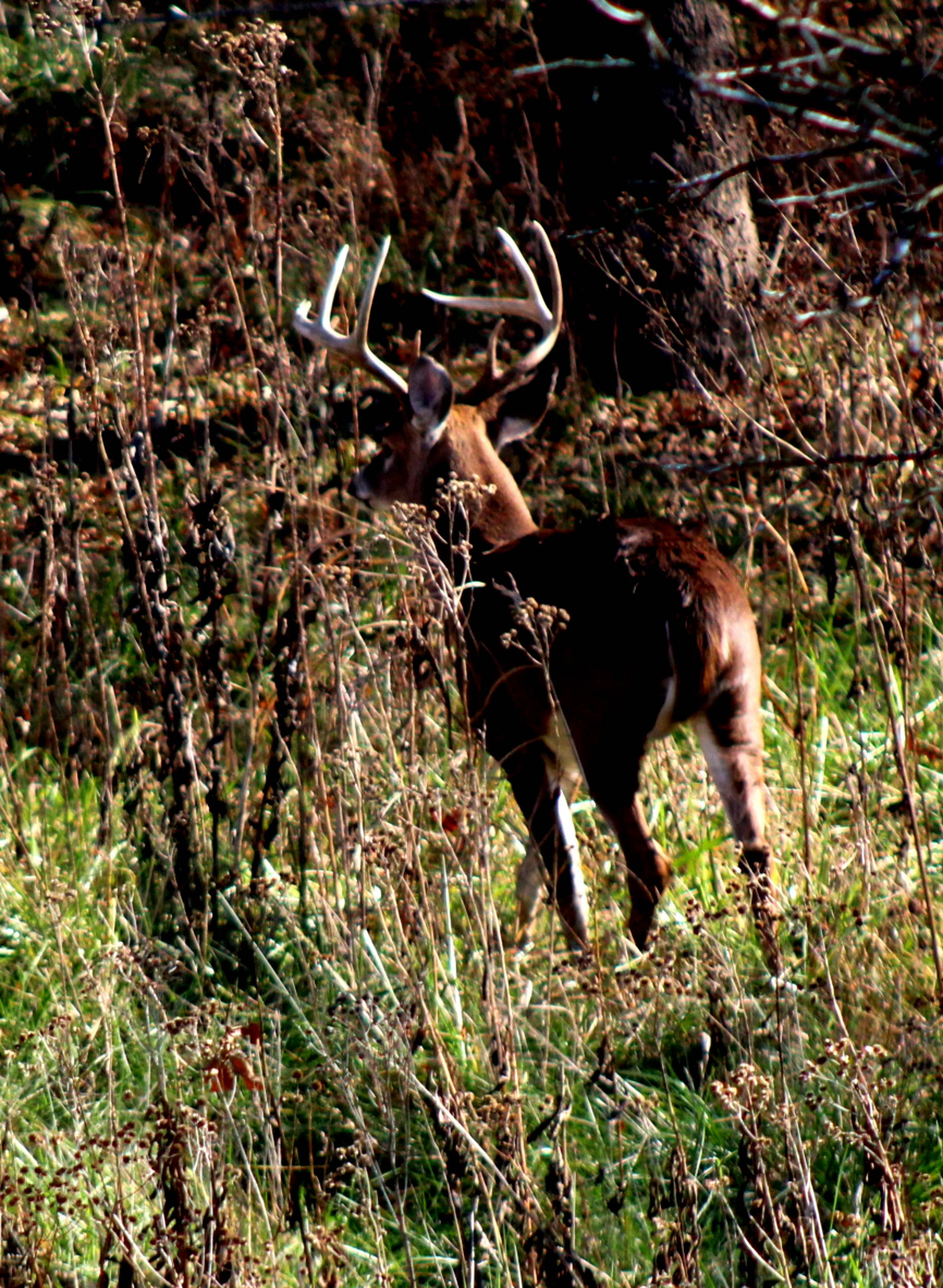 A deer standing in a field of tall grass photo – Free Deer Image on ...