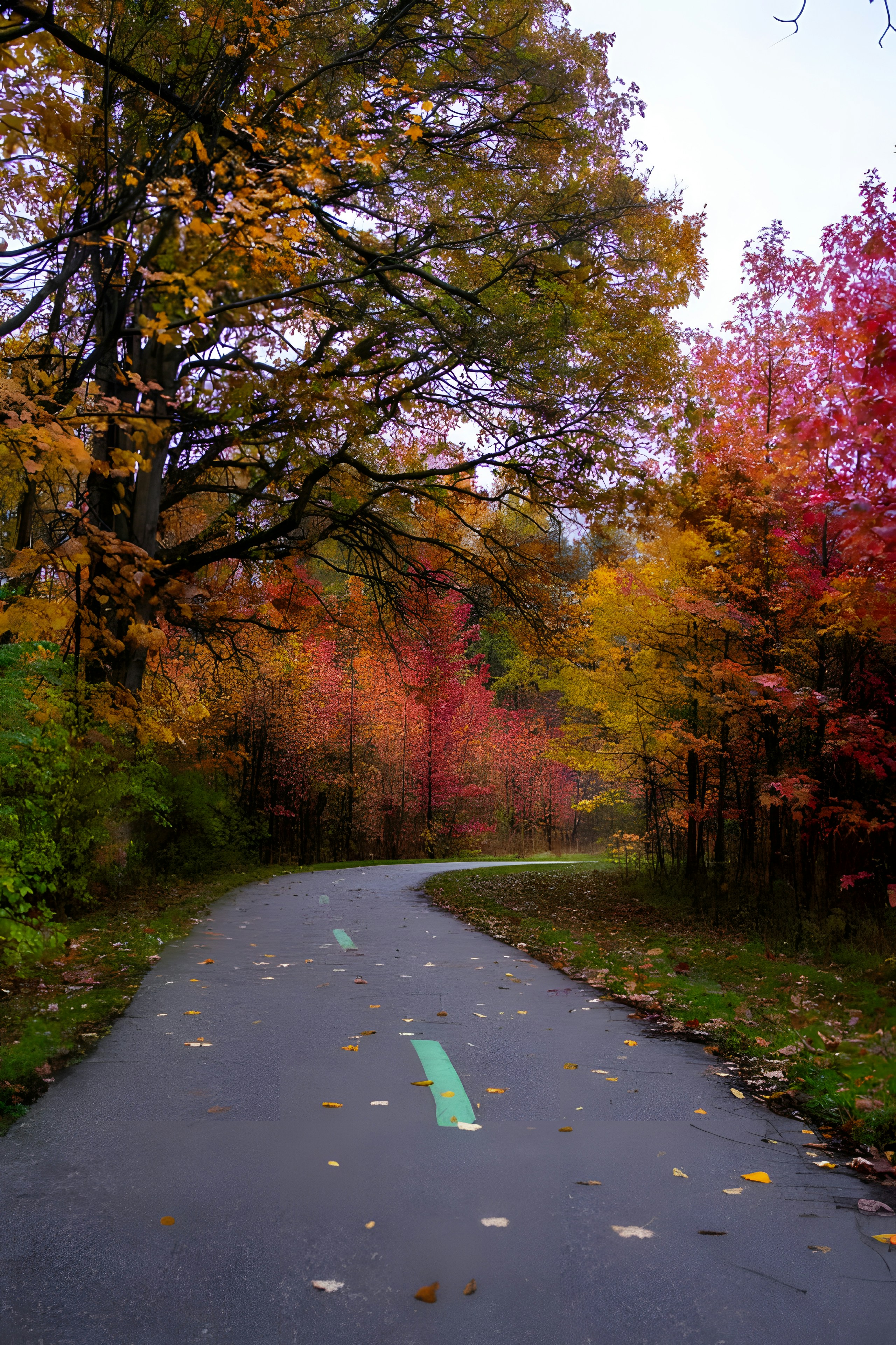 A paved road surrounded by trees in the fall photo – Free Forest Image ...
