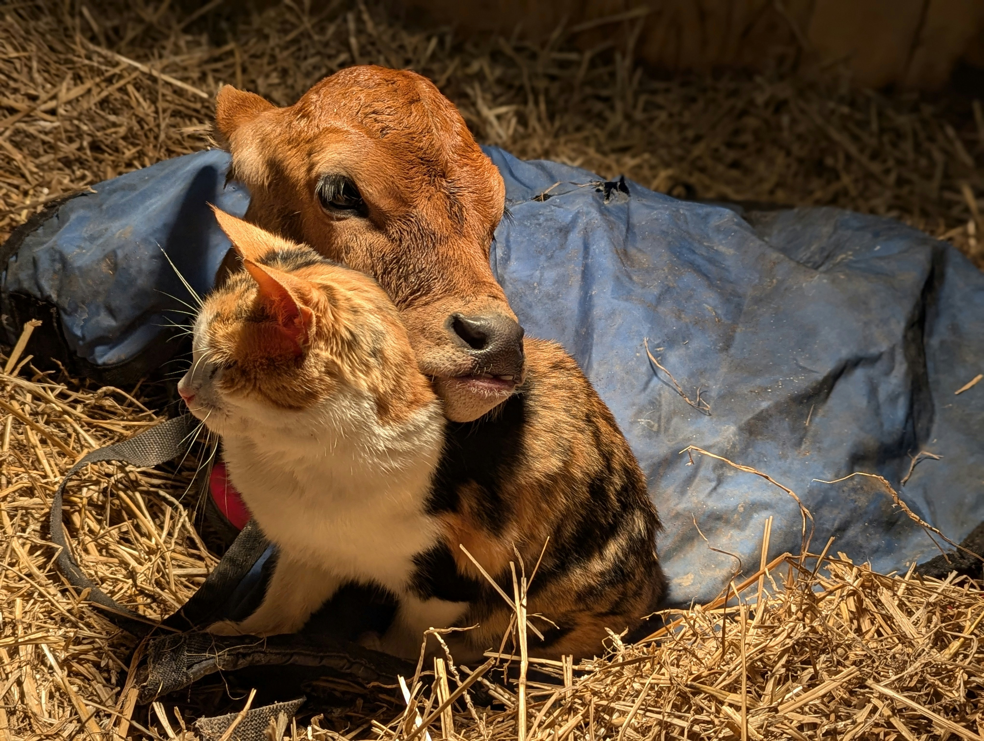A cat sitting on top of a pile of hay next to a cow photo – Free Calf ...