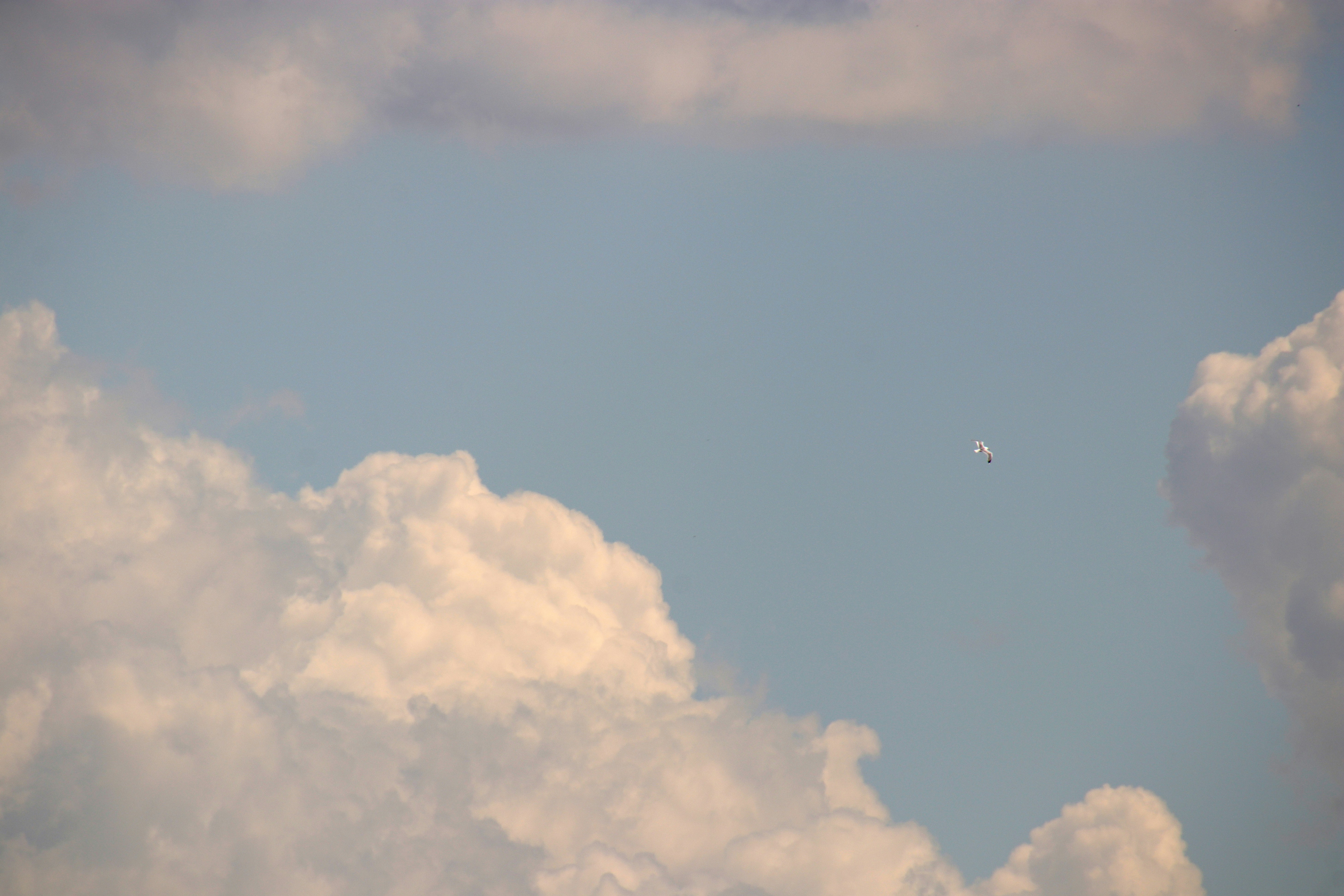 Miniature Bird Silhouette Crossing a Quiet Sky of Clouds