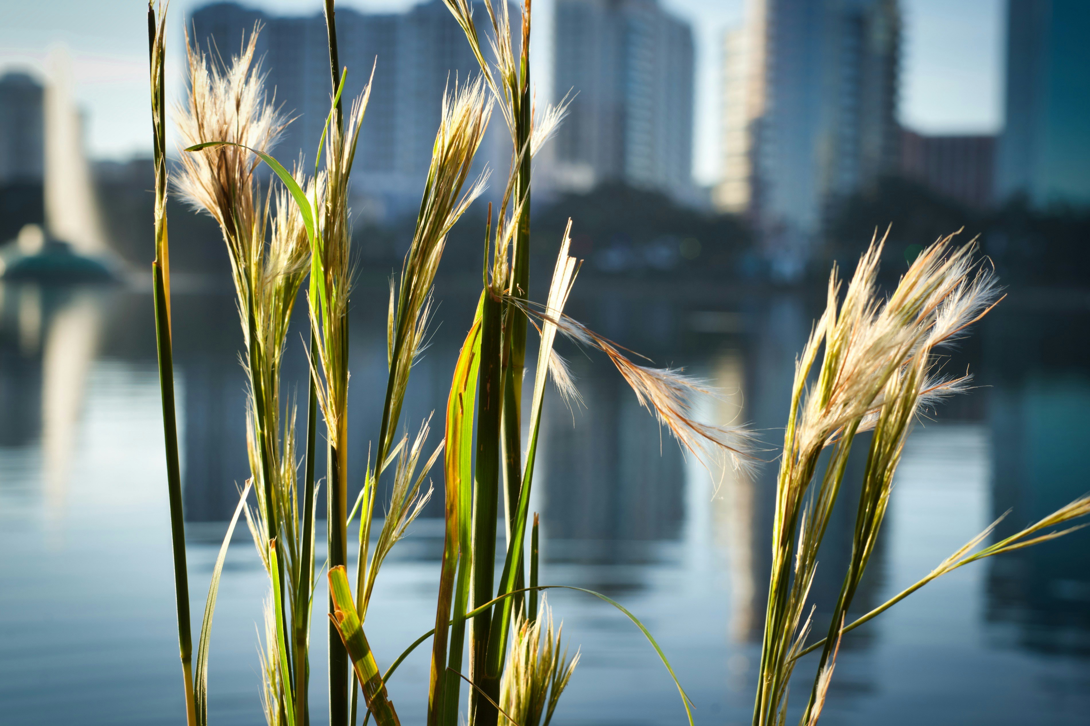 Fringes of Light: Golden Seedheads Framing a City Waterfront