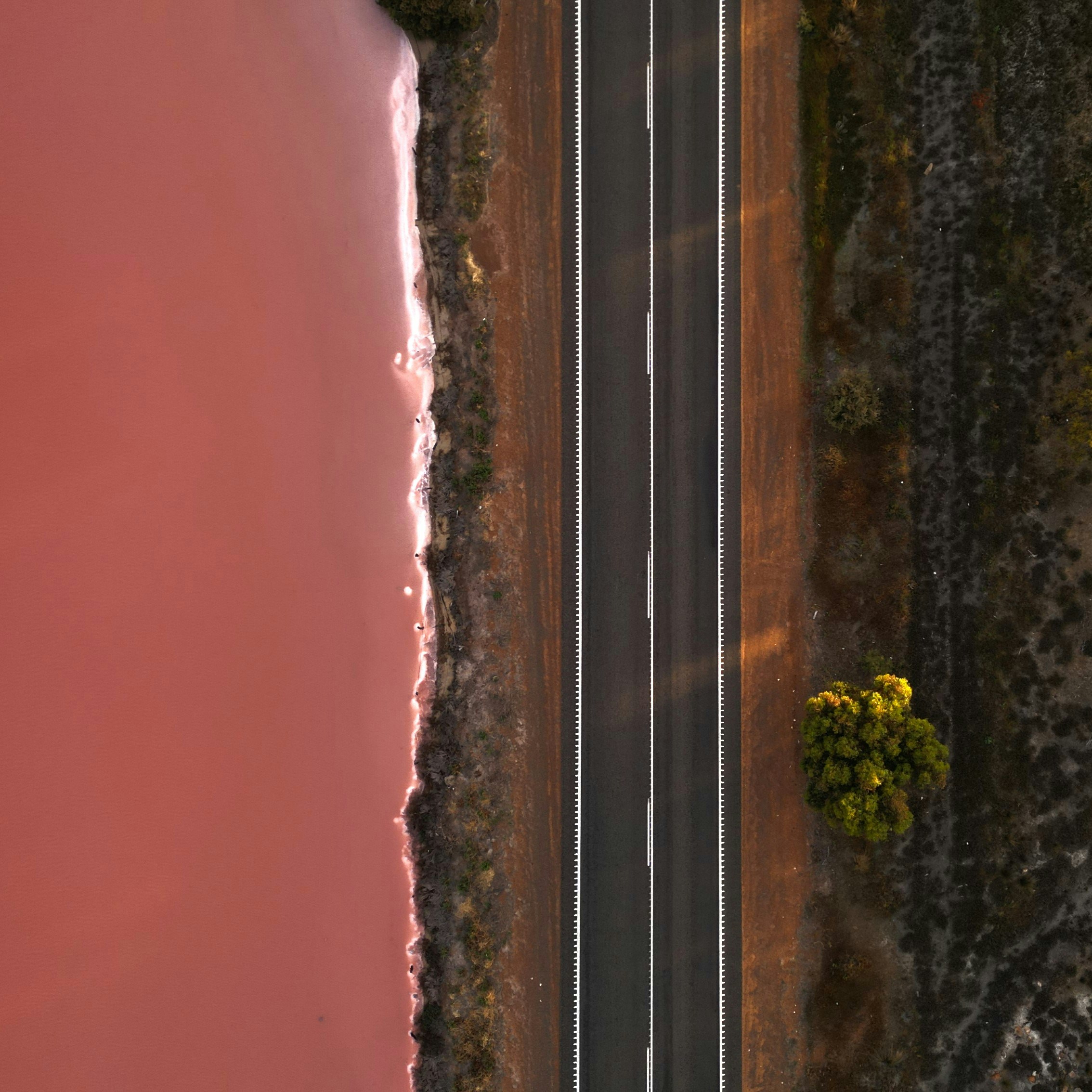 Rosy Shoreline Highway: An Aerial Study of Color, Line, and Solitude