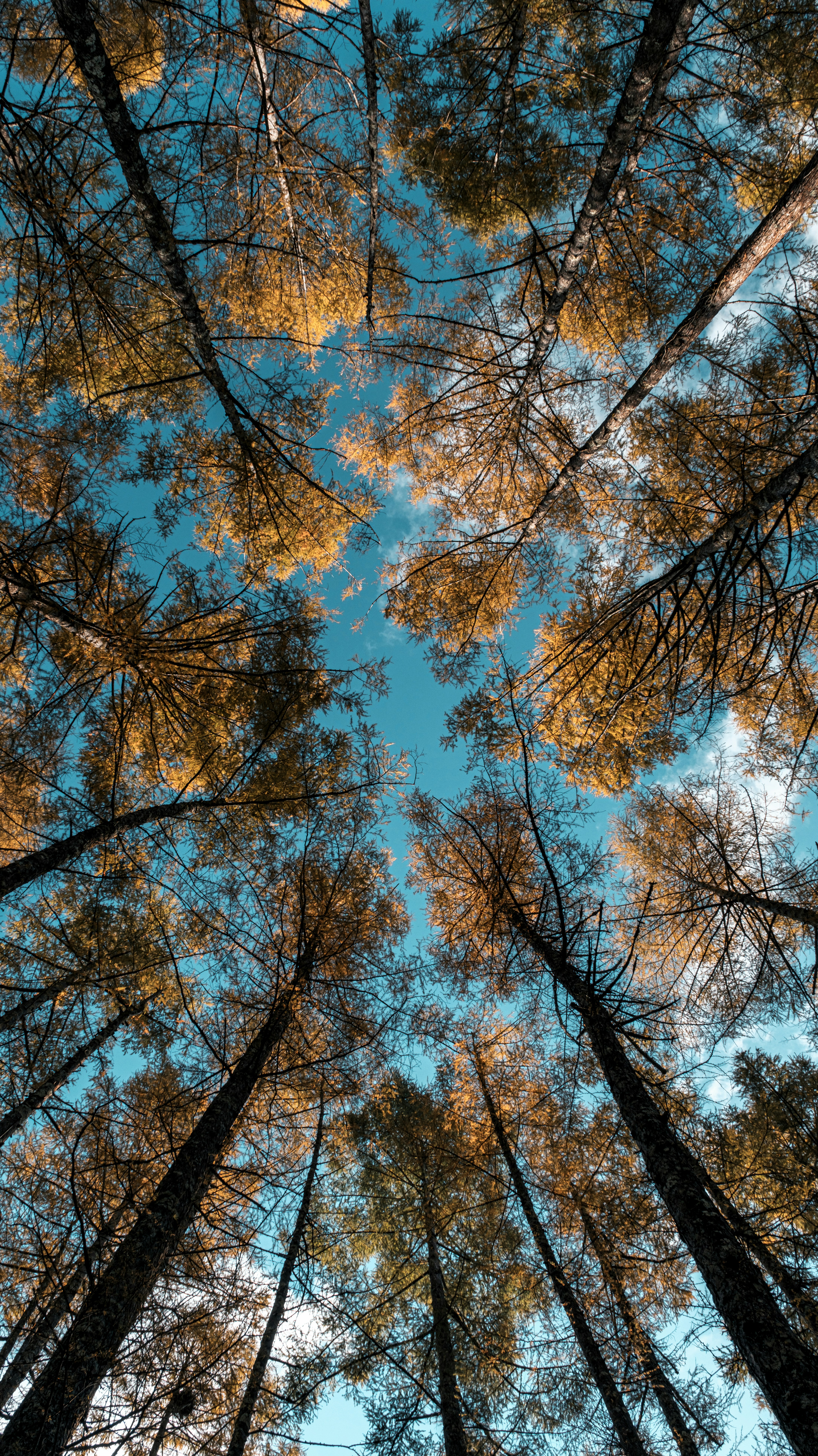 Looking up into the canopy of a tall pine forest photo – Free Forest ...