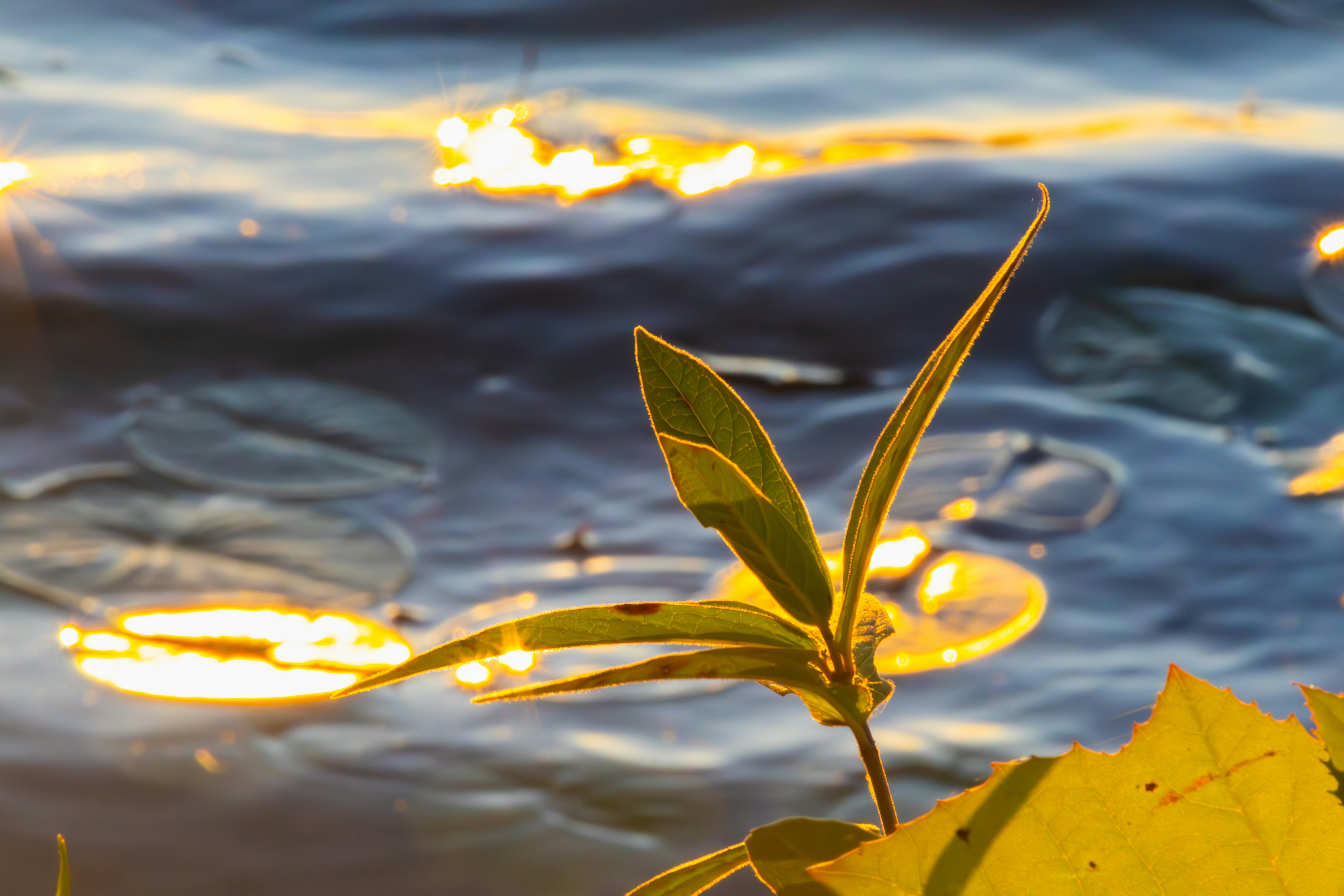 Edge-of-water leaf catches golden hour glow over rippling lake