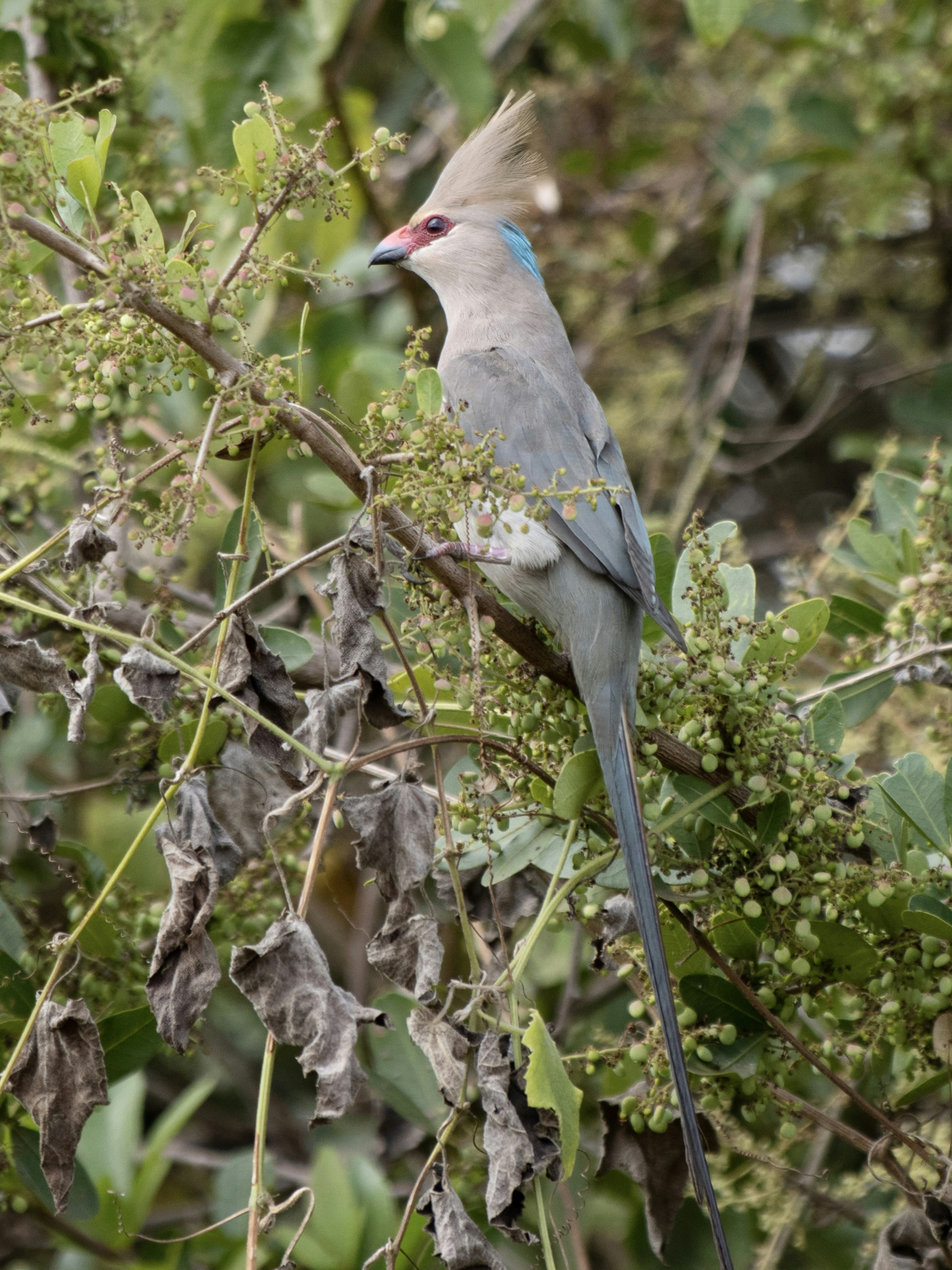 Azure Crest, Long Tail: A Perched Moment in Verdant Silence