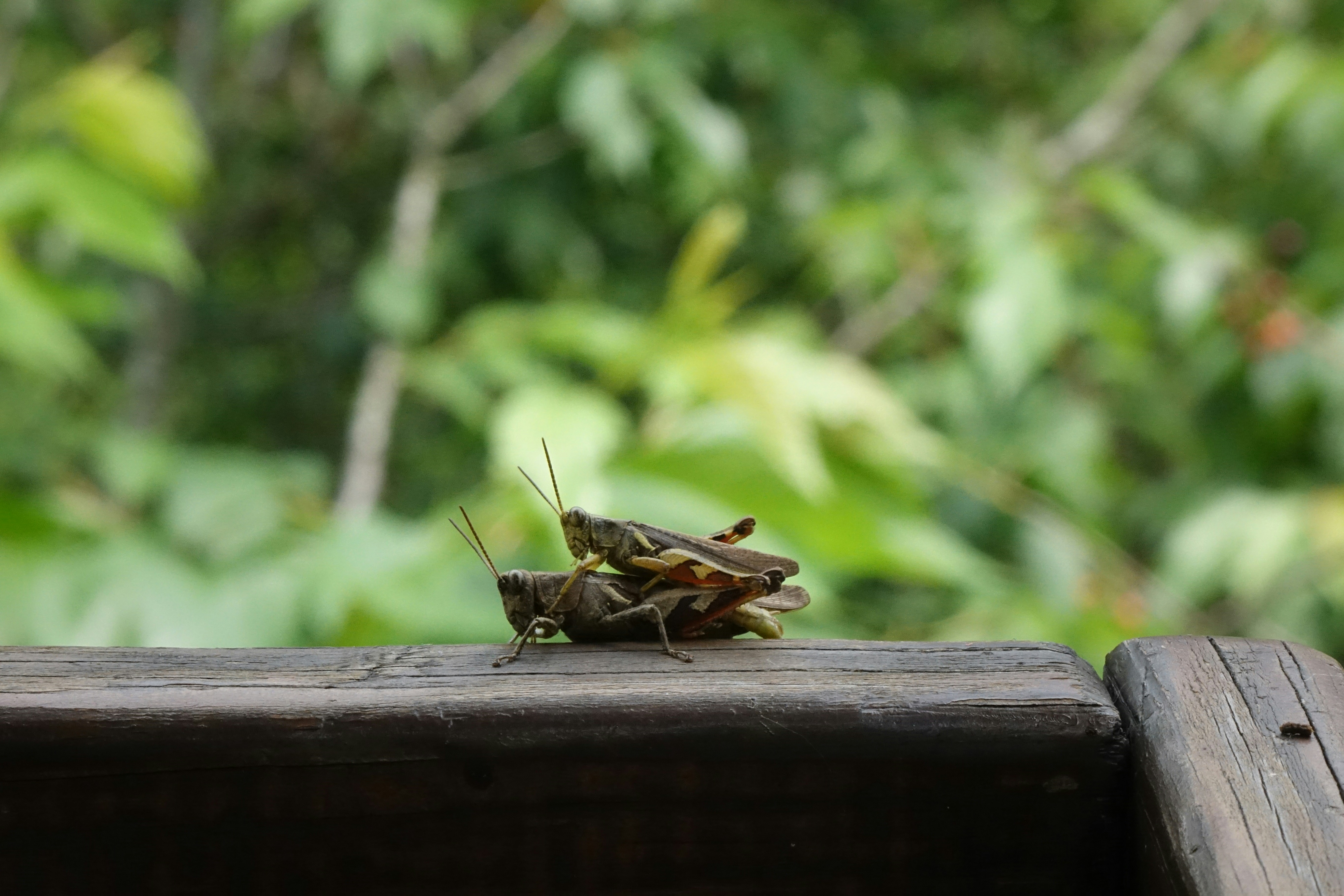 Grasshopper resting on a wooden surface with blurred green foliage in the background.