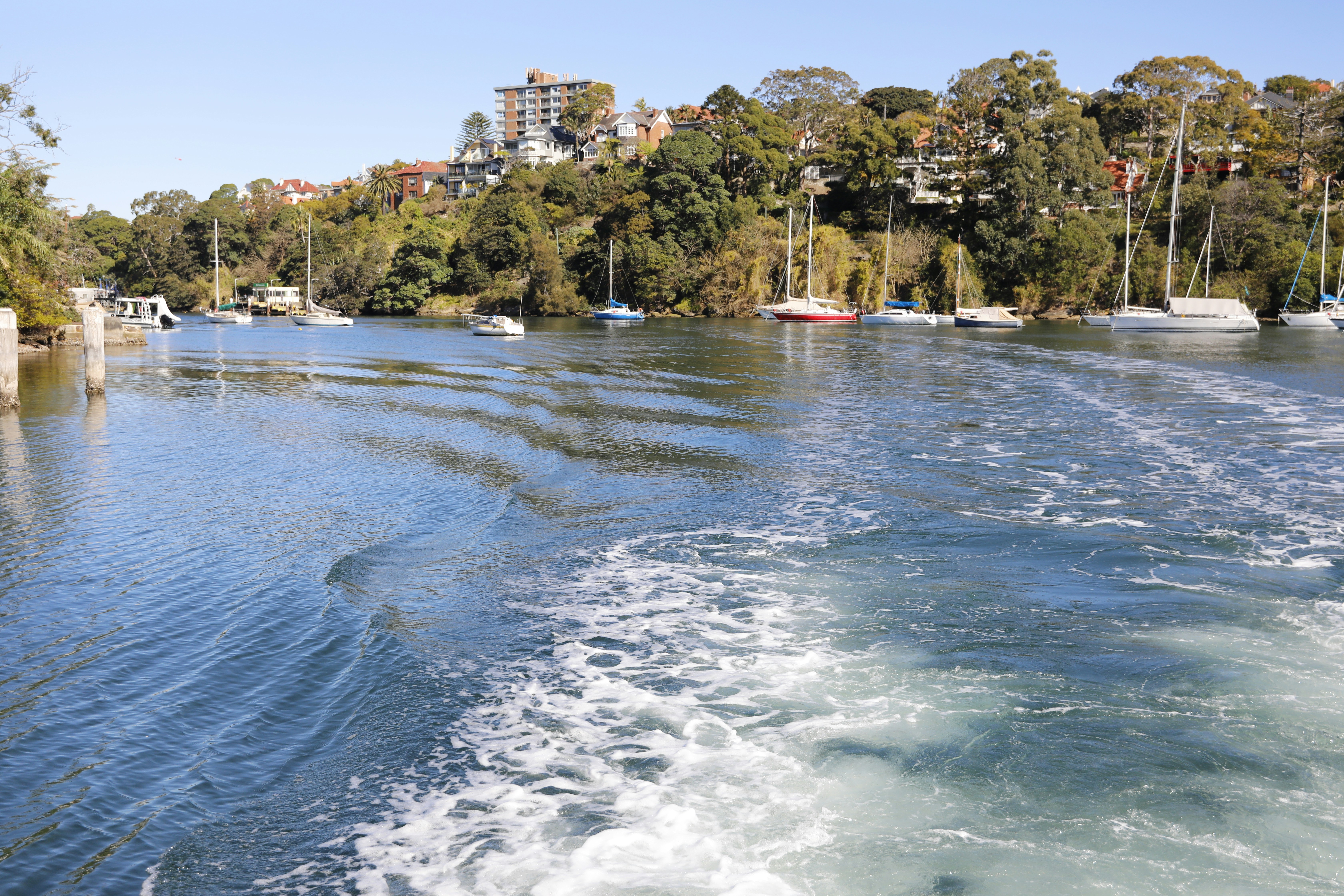 Wake Trails Over a Tree-Lined Marina