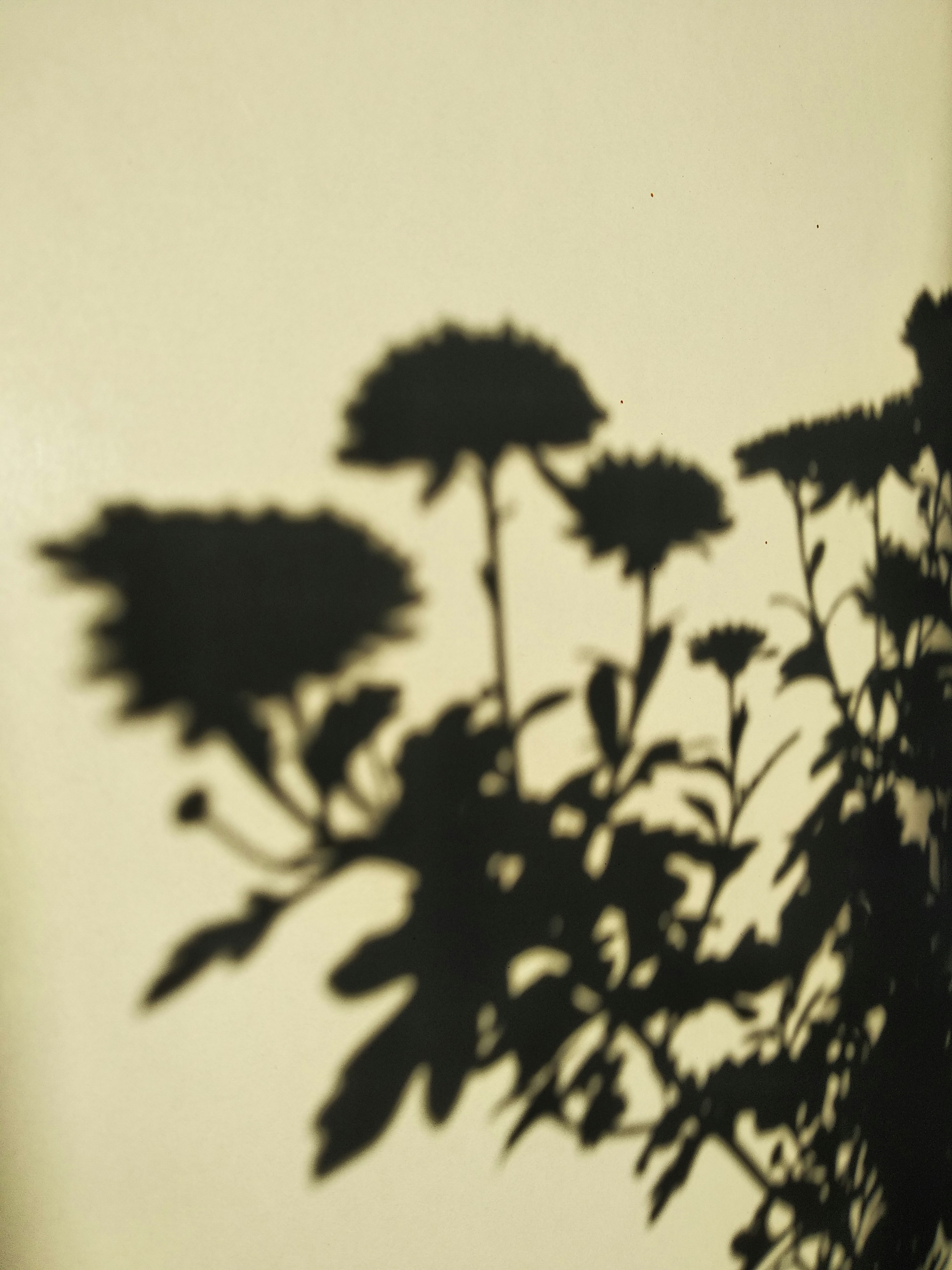 Photo by Anna Evans with Xiaomi Redmi 5 Plus