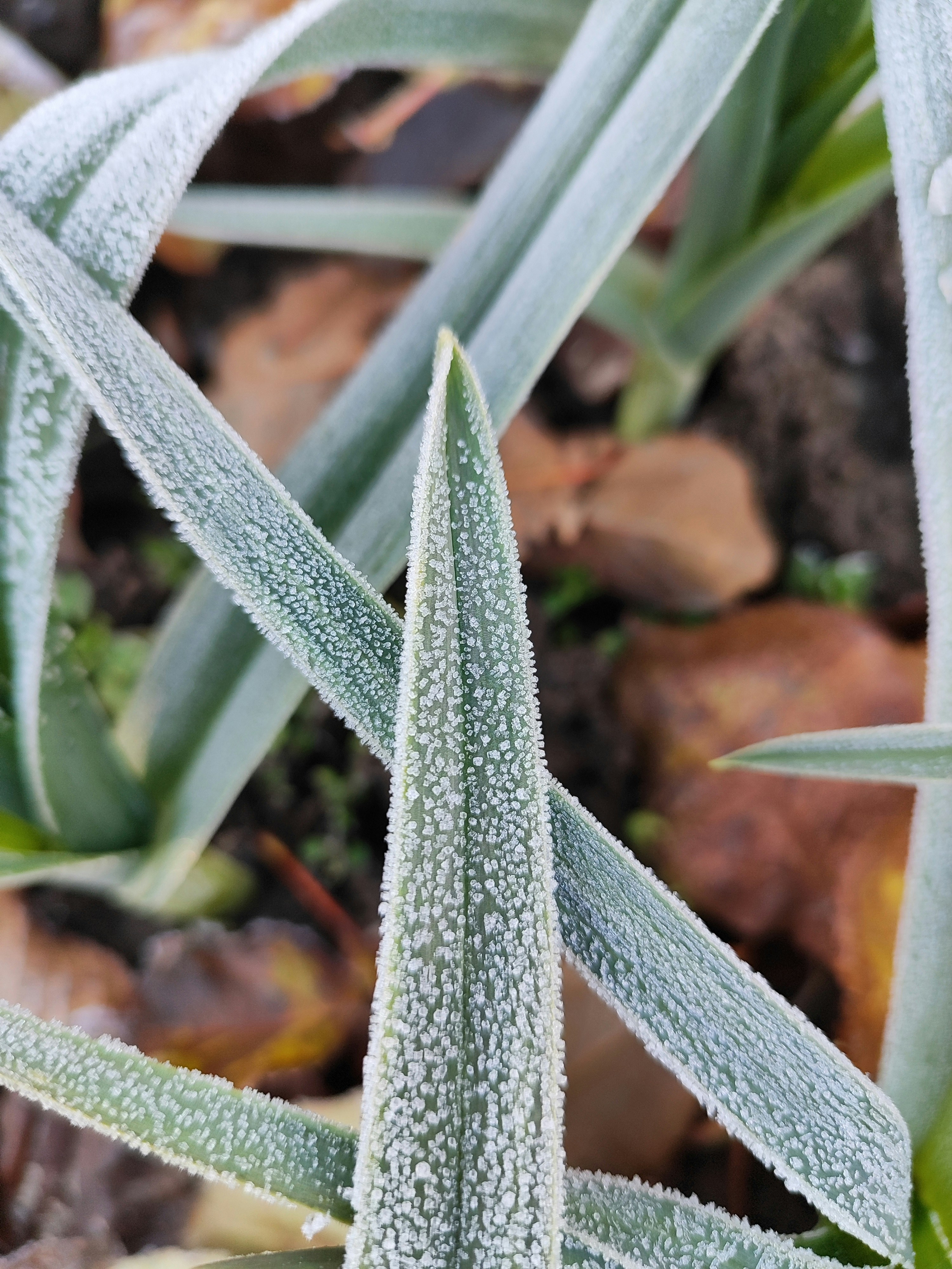Close-up of frost-coated plant leaves, revealing delicate ice crystals and cool blue-green tones.