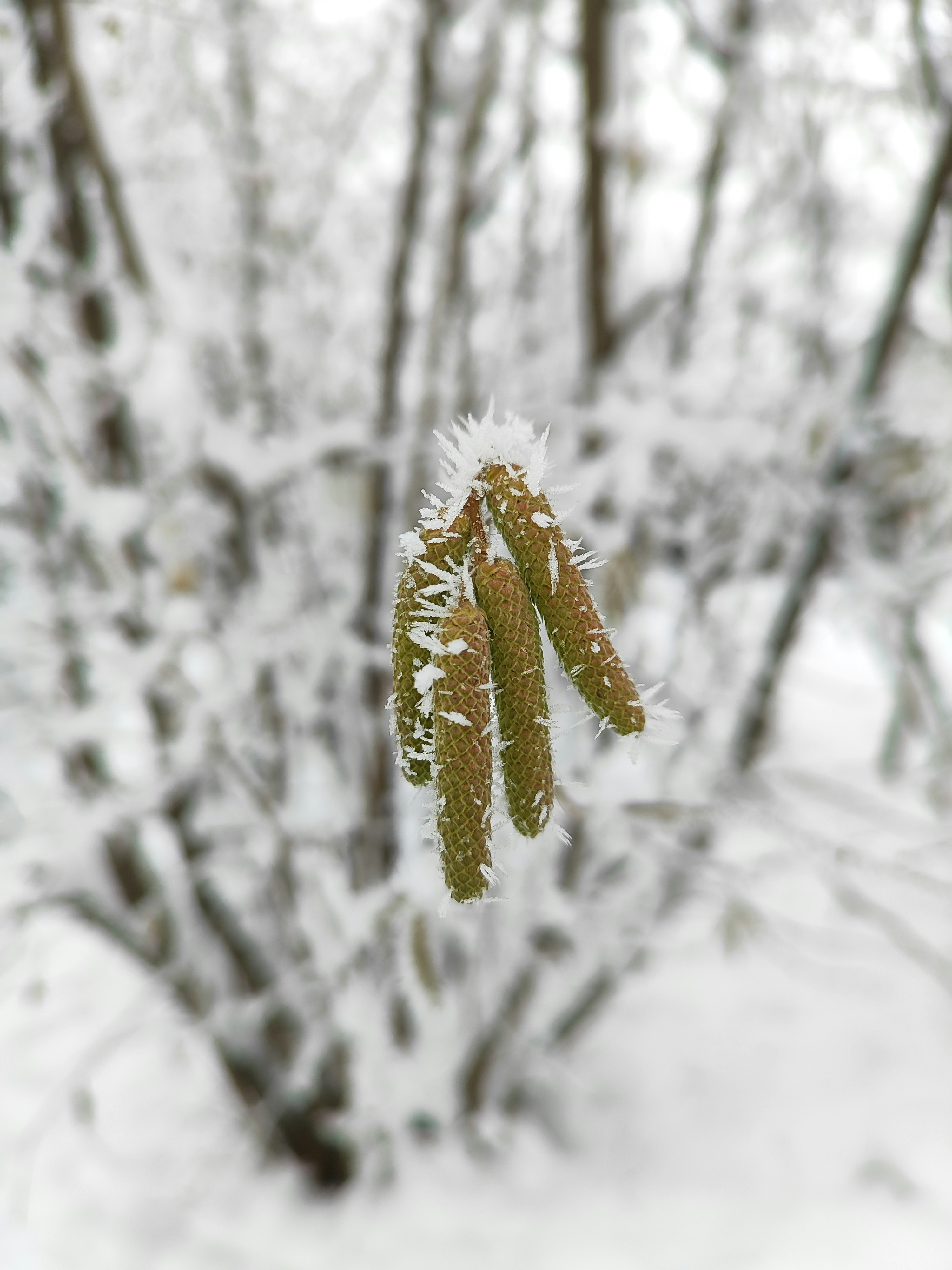 Photo by Anna Evans with Xiaomi Poco X5 Pro