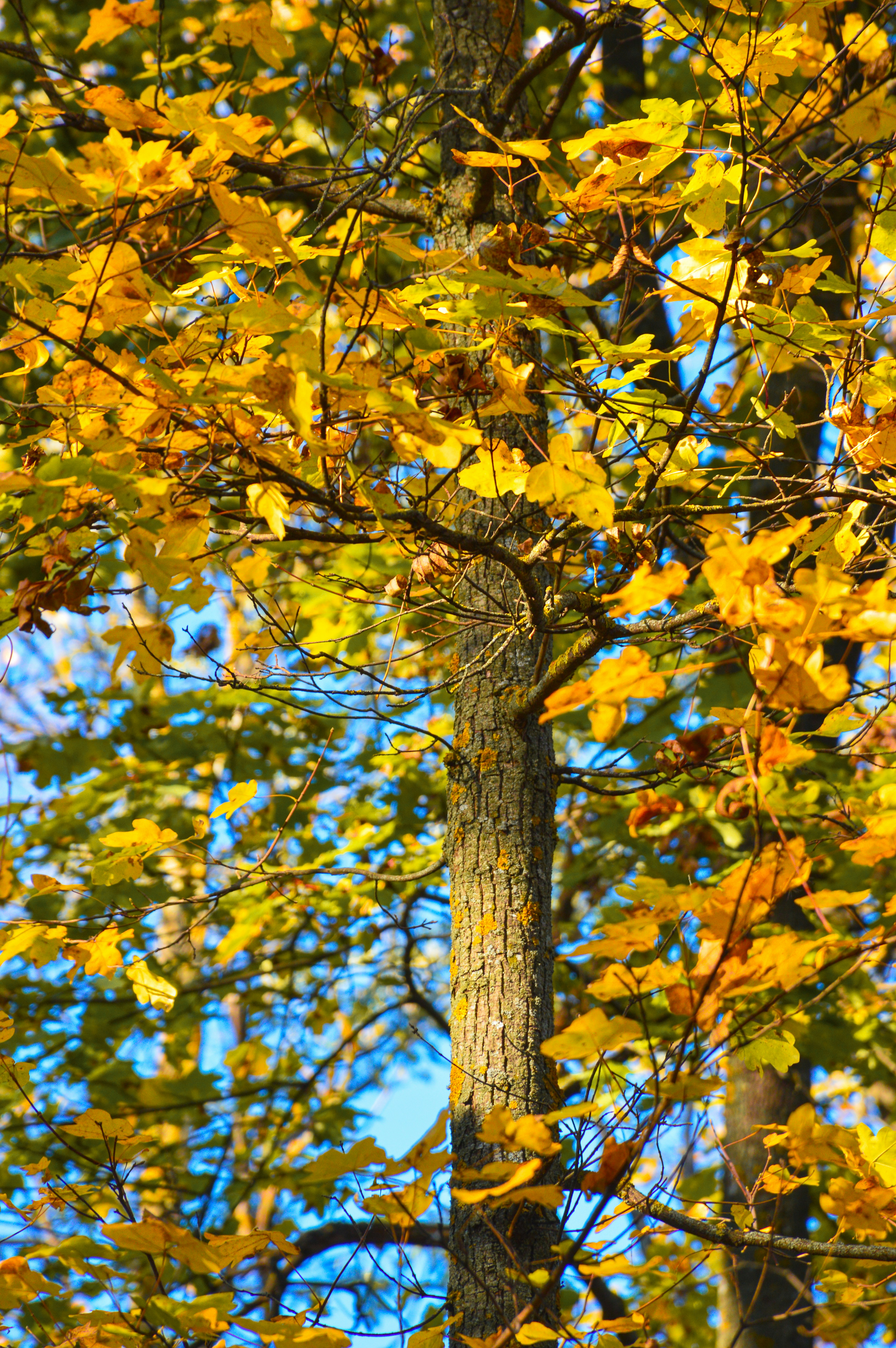 Amber Canopy: Sunlit Maple Against a Clear Autumn Sky