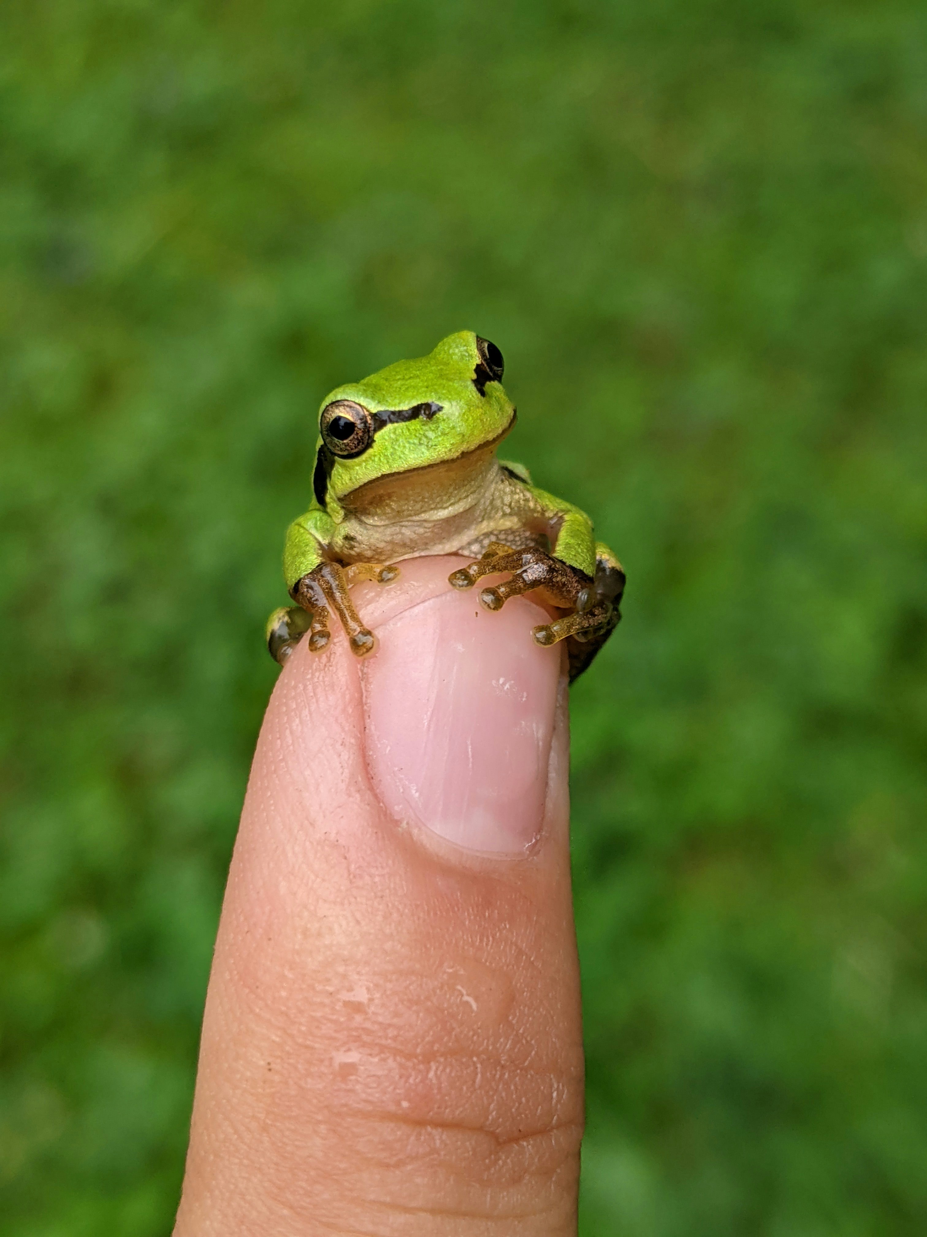 Baby frong on a fingertip. Photo by my daughter Lilit Olson.