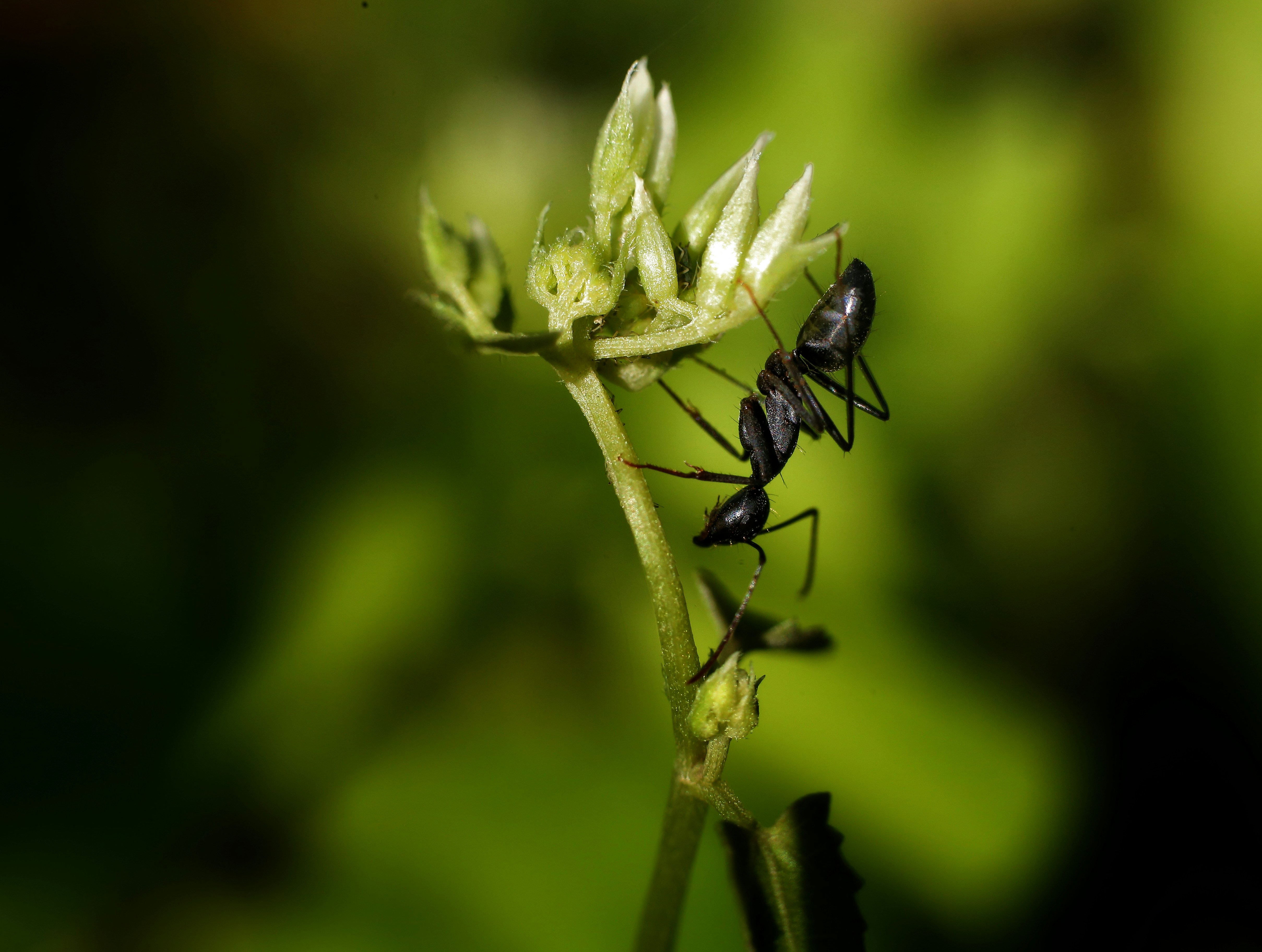 Ants in Tandem on a Green Bud: A Micro Botanical Moment