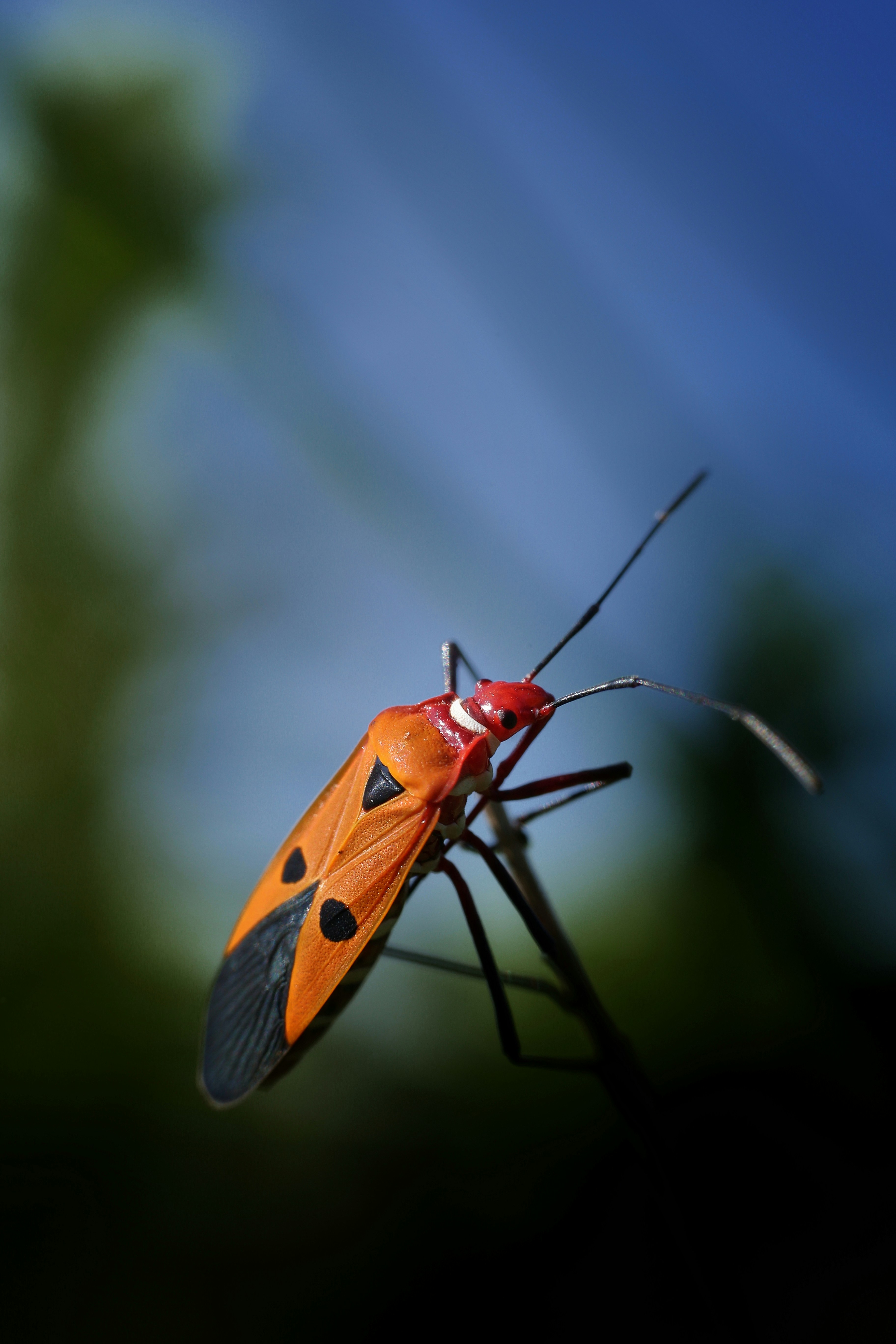 An orange bug with black spots on its body photo – Free Wildlife Image ...