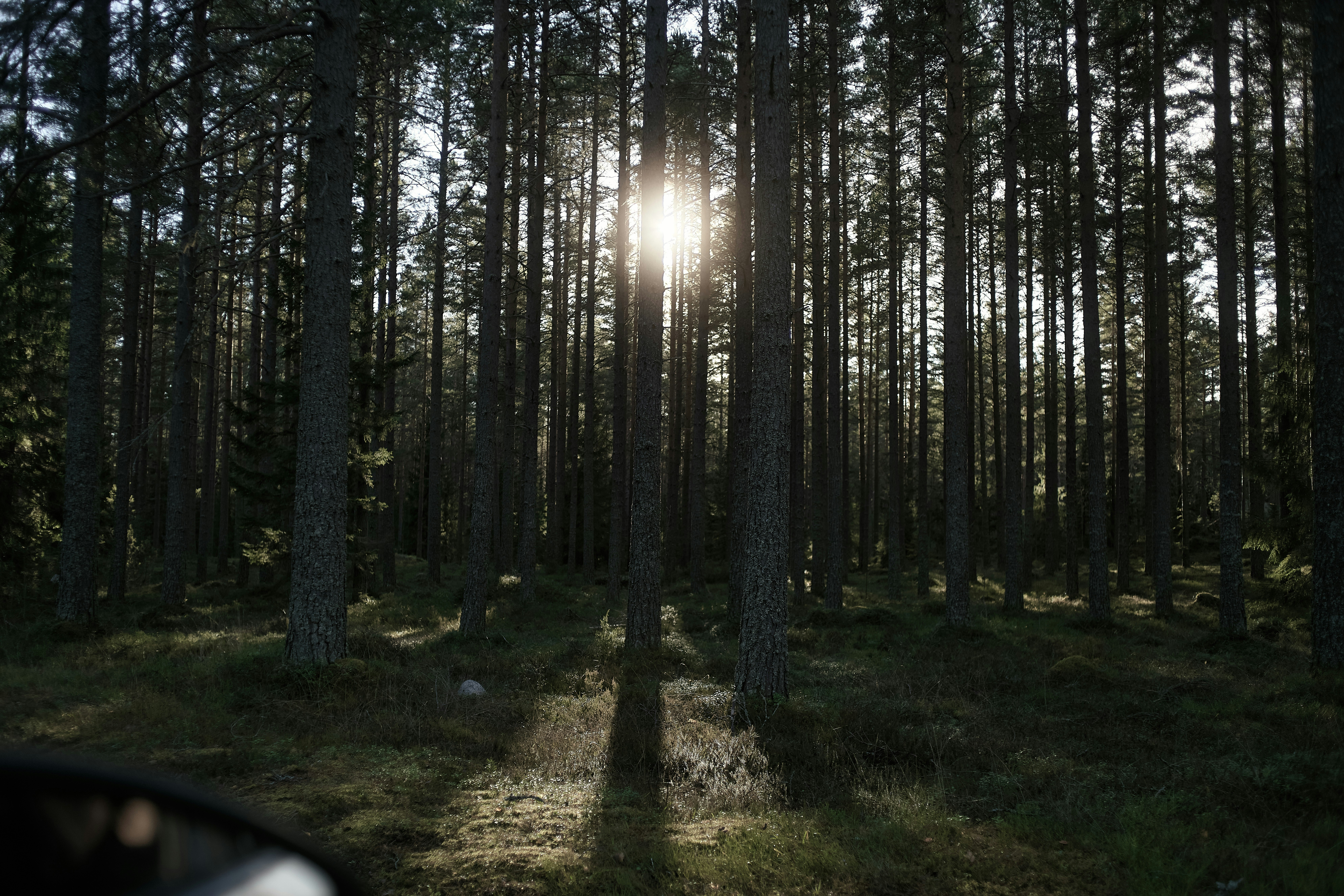 The sun is shining through the trees in the forest photo – Free Car Image on Unsplash