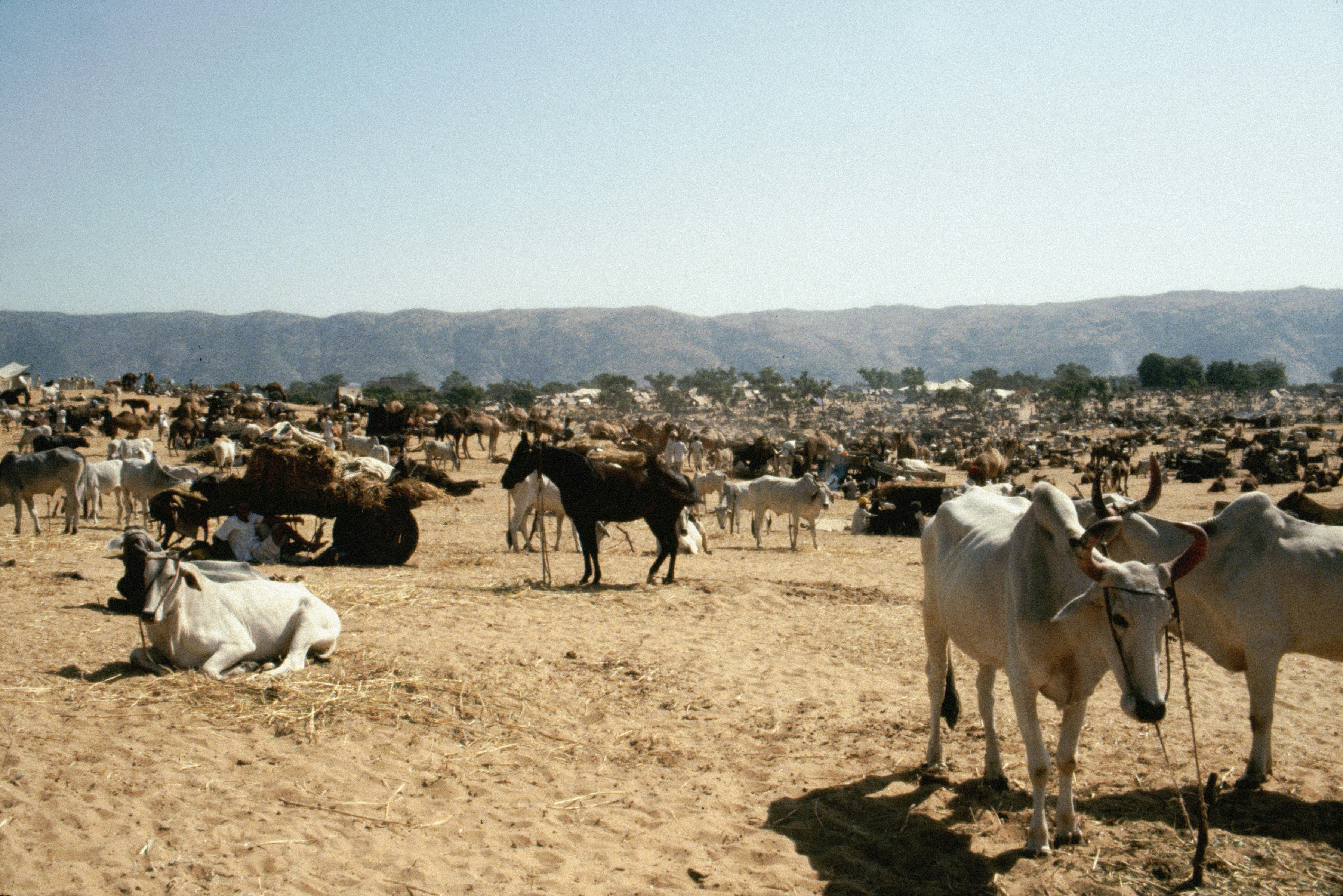 UC Berkeley, Department of Geography (@ucberkeley) | Komunitas Foto ...