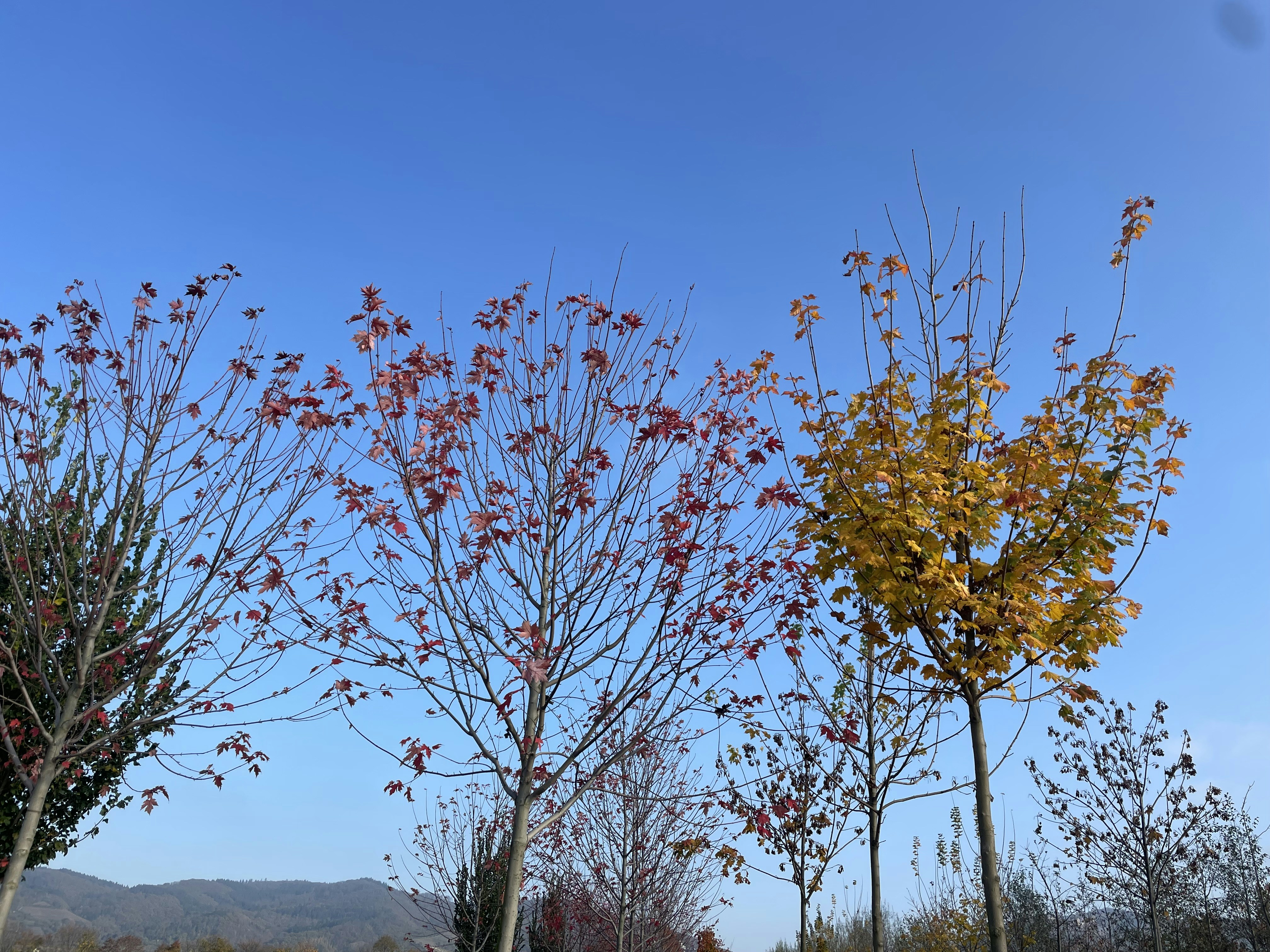 Autumn Row: Cerulean Sky, Copper and Gold Canopies