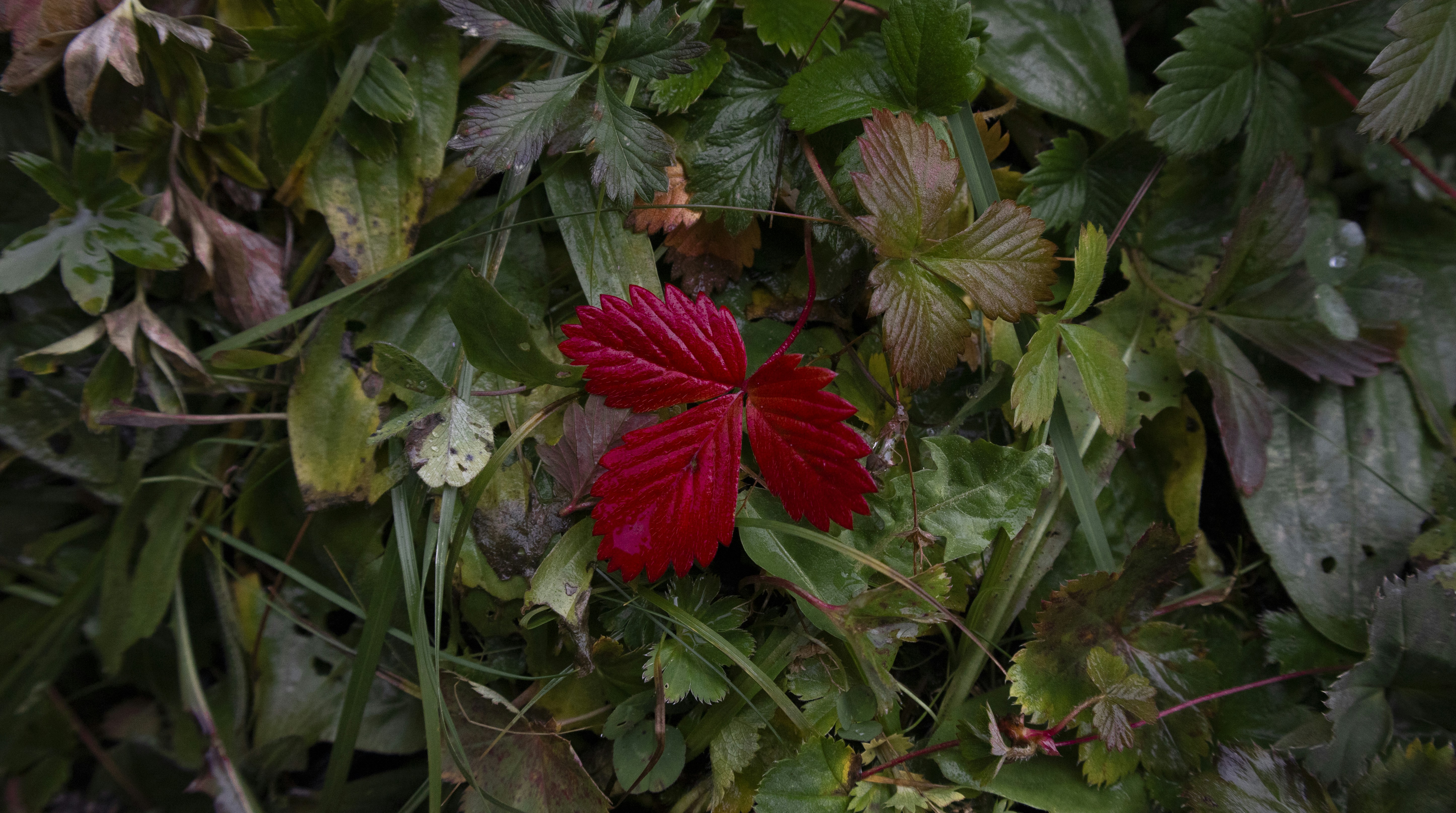 Crimson Accent in a Green Tapestry: Close-Up of a Red Leaf