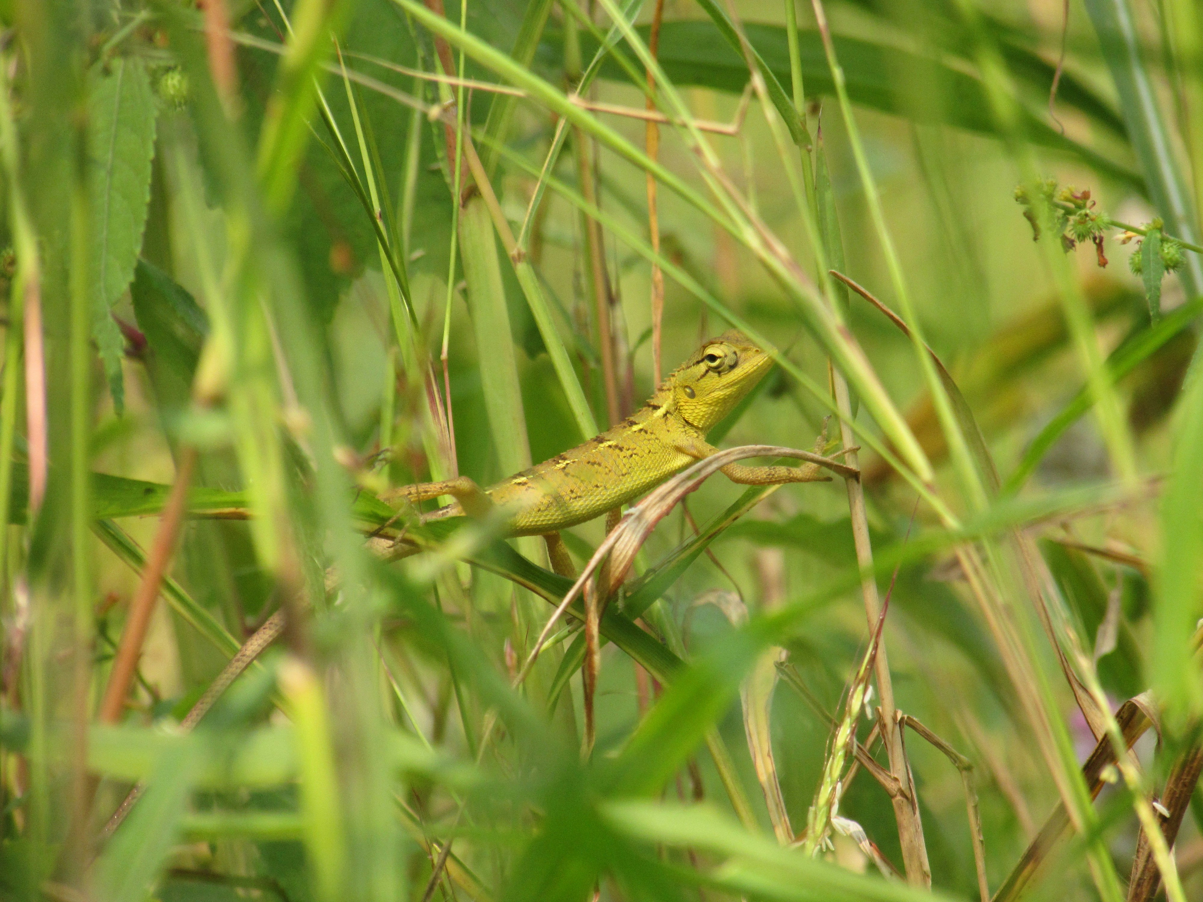 Close-up of a small green-yellow lizard perched on a reed stem amid dense grasses, blending into the foliage.