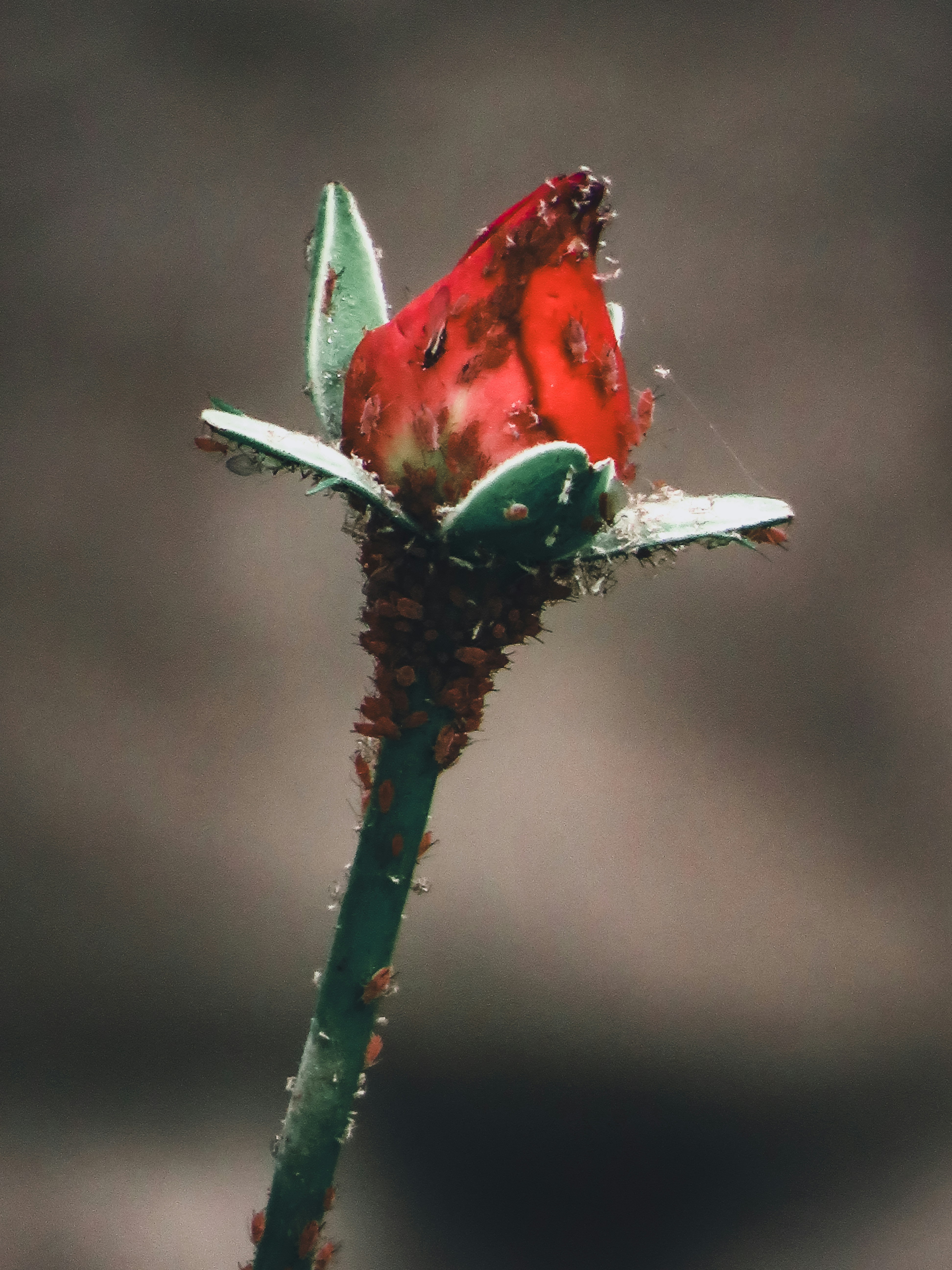 Photo by Javier Cachafeiro with Canon PowerShot SX730 HS