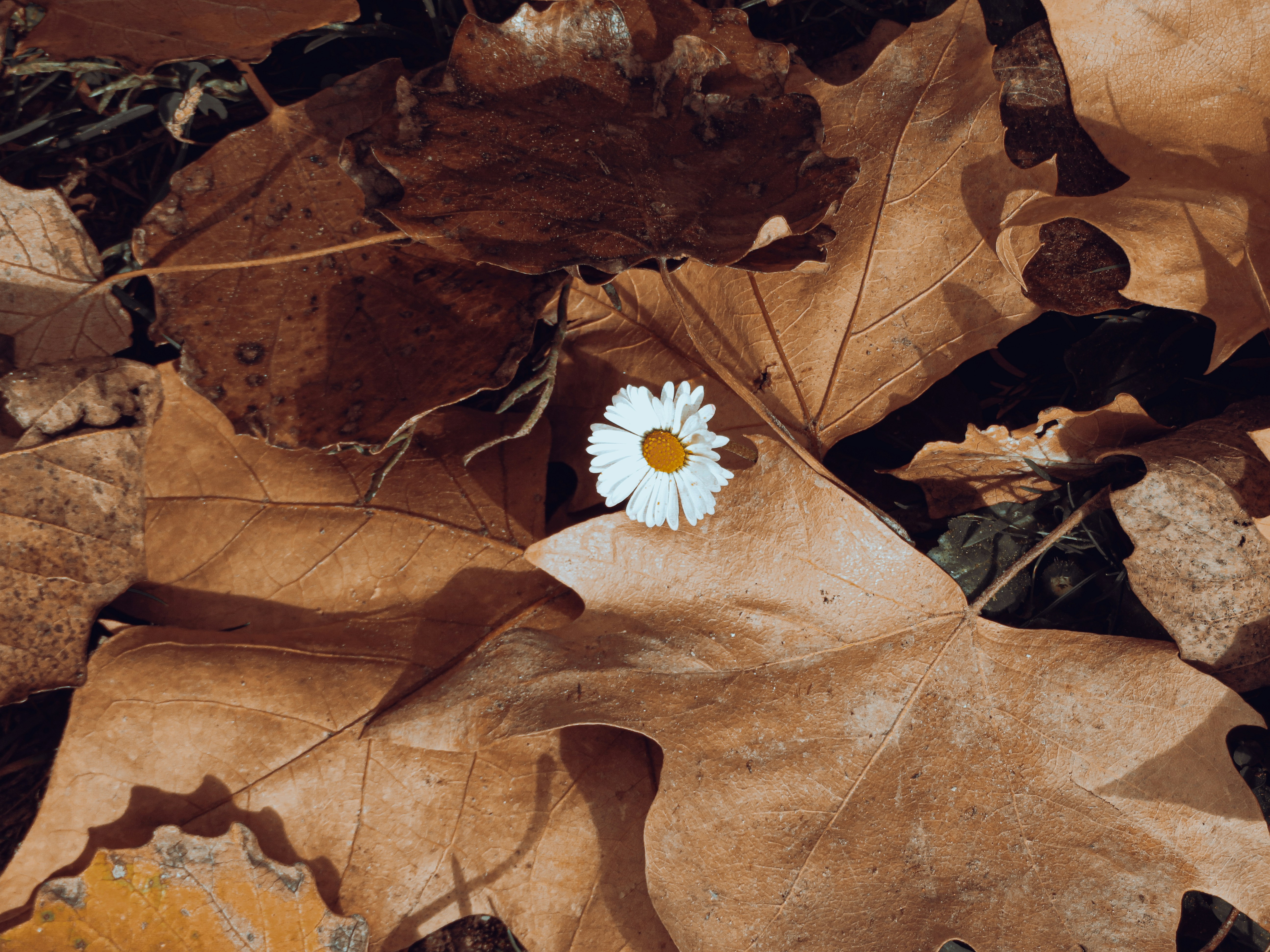 White flower nestled among brown fallen leaves.