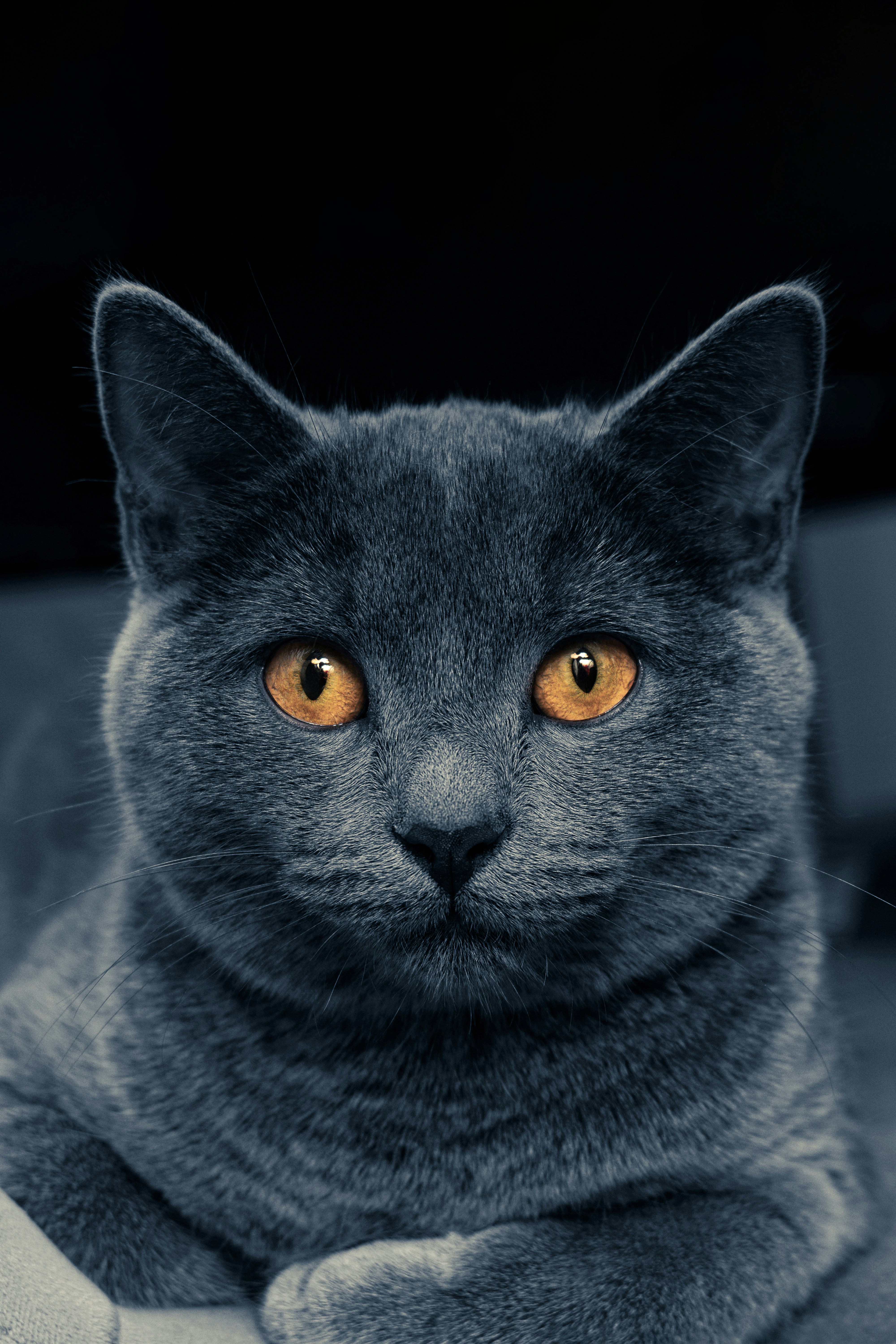 A gray cat with orange eyes sitting on a couch photo – Free Animal ...