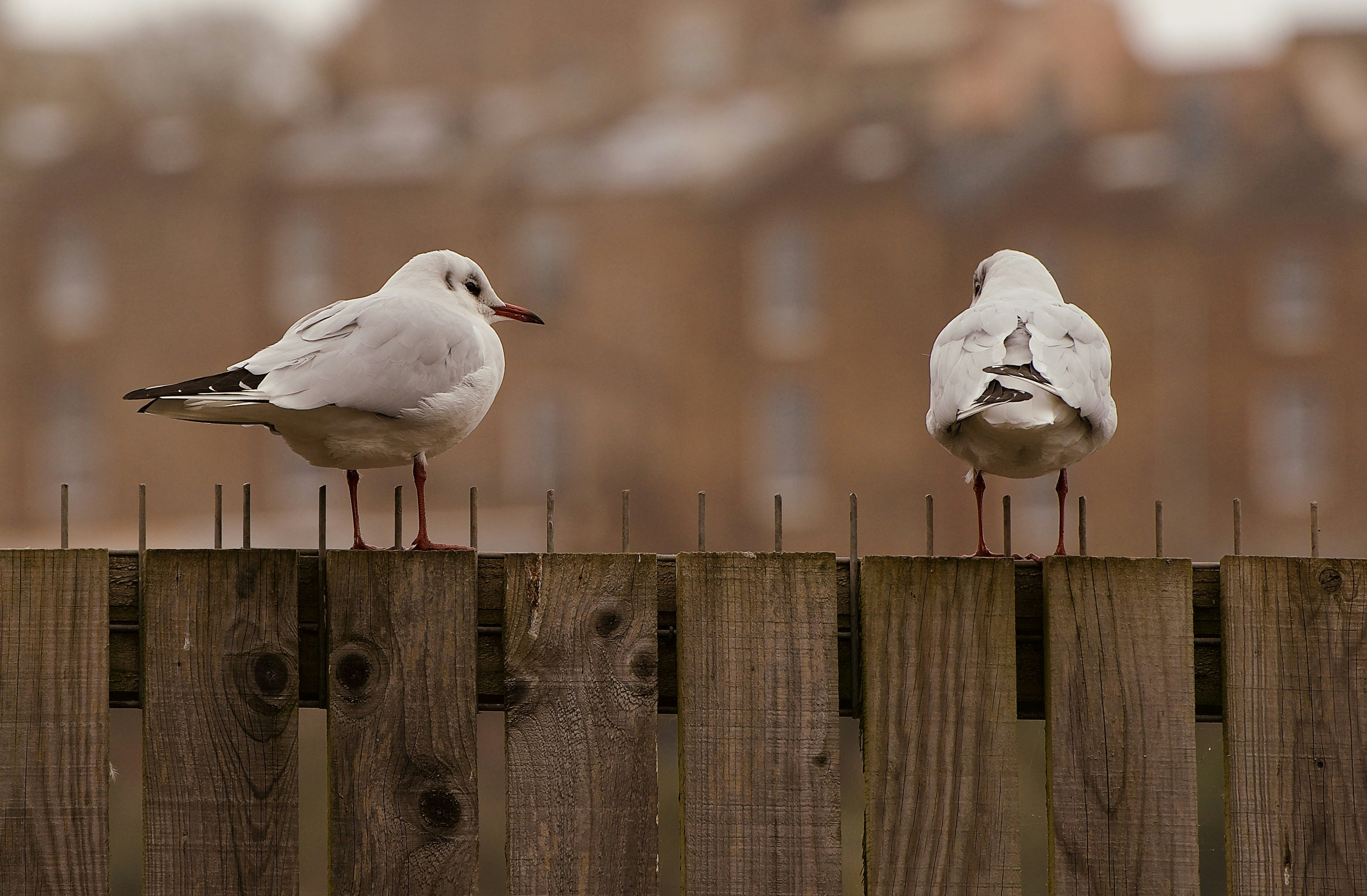 Quiet Companions on a Weathered Fence: Two Seagulls in Soft Urban Light