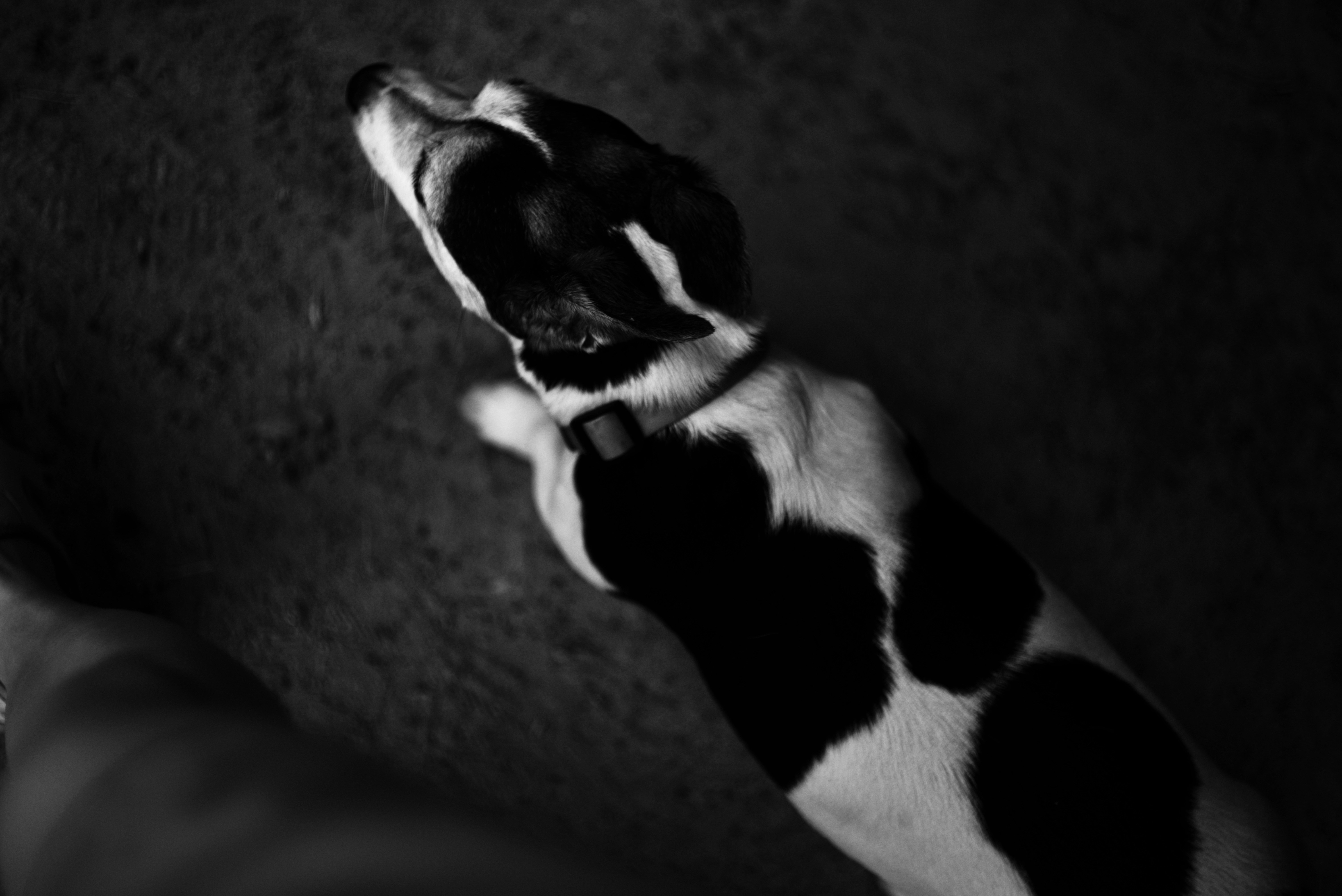Shadowed Silhouette: A Dog's Quiet Gaze on a Dark Floor