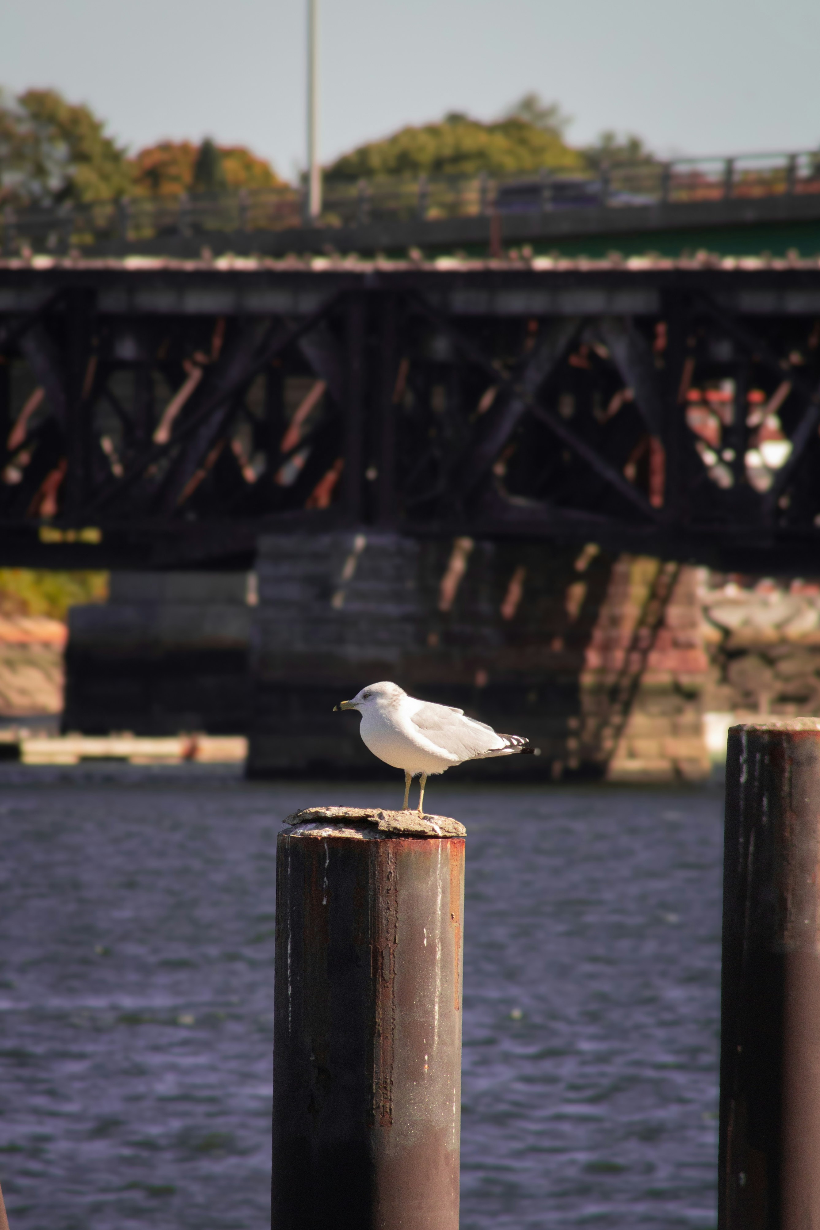 Perched Sentinel: A Seagull on a Weathered Pillar Under the Bridge