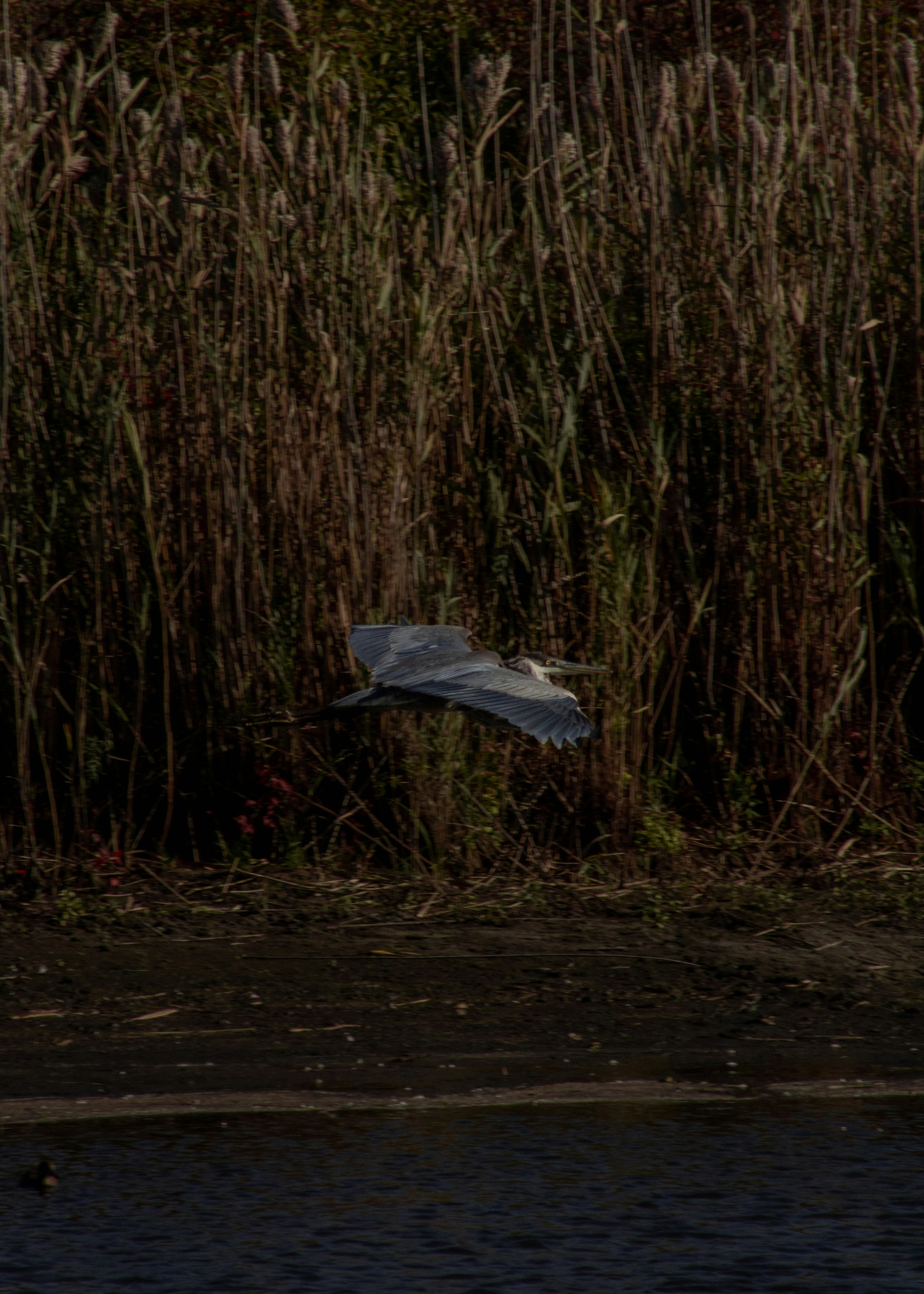 Egret in dusk flight over a reed-fringed marsh